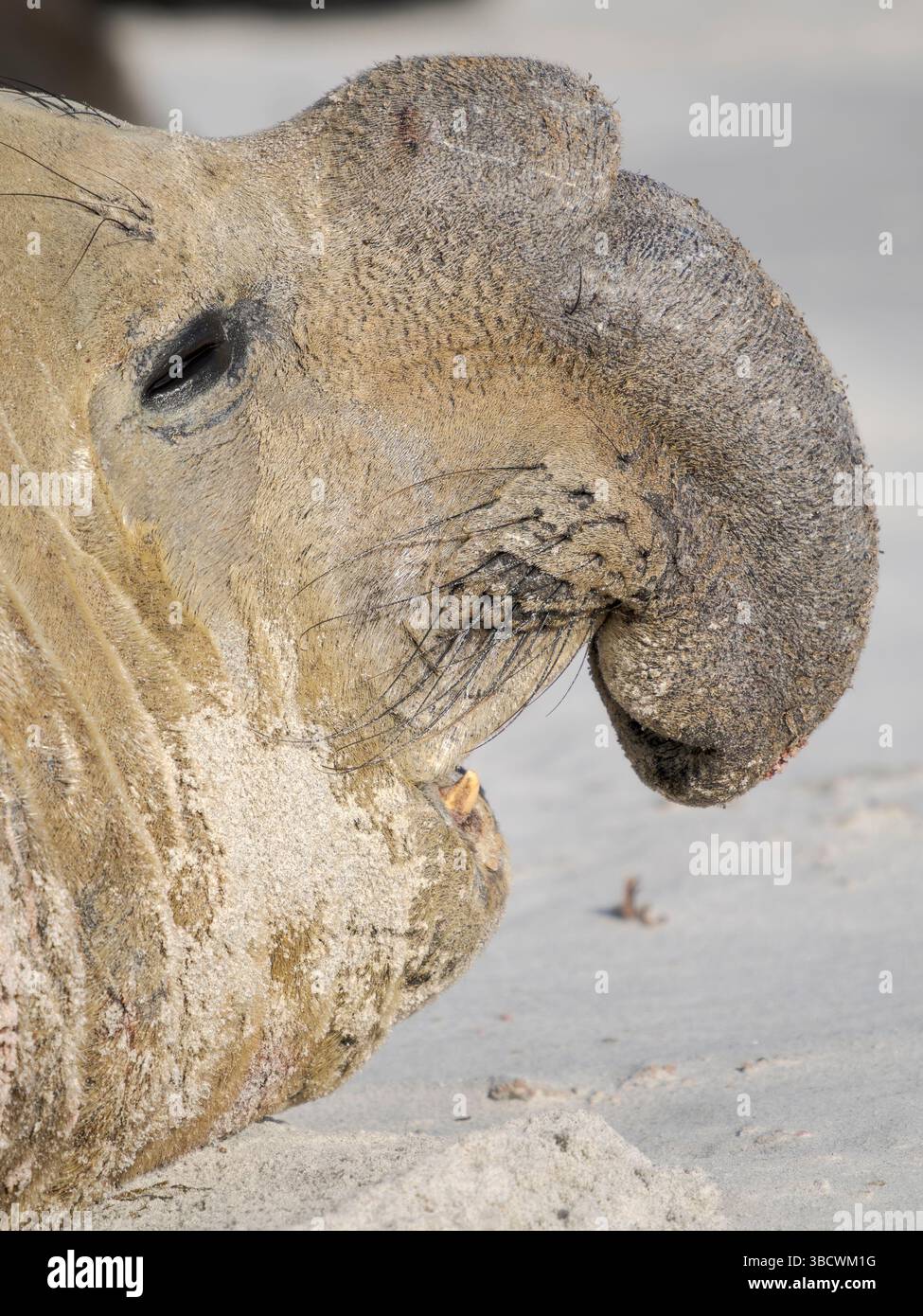 Dominant Bull, aggressive posture, defending its harem. Southern ...