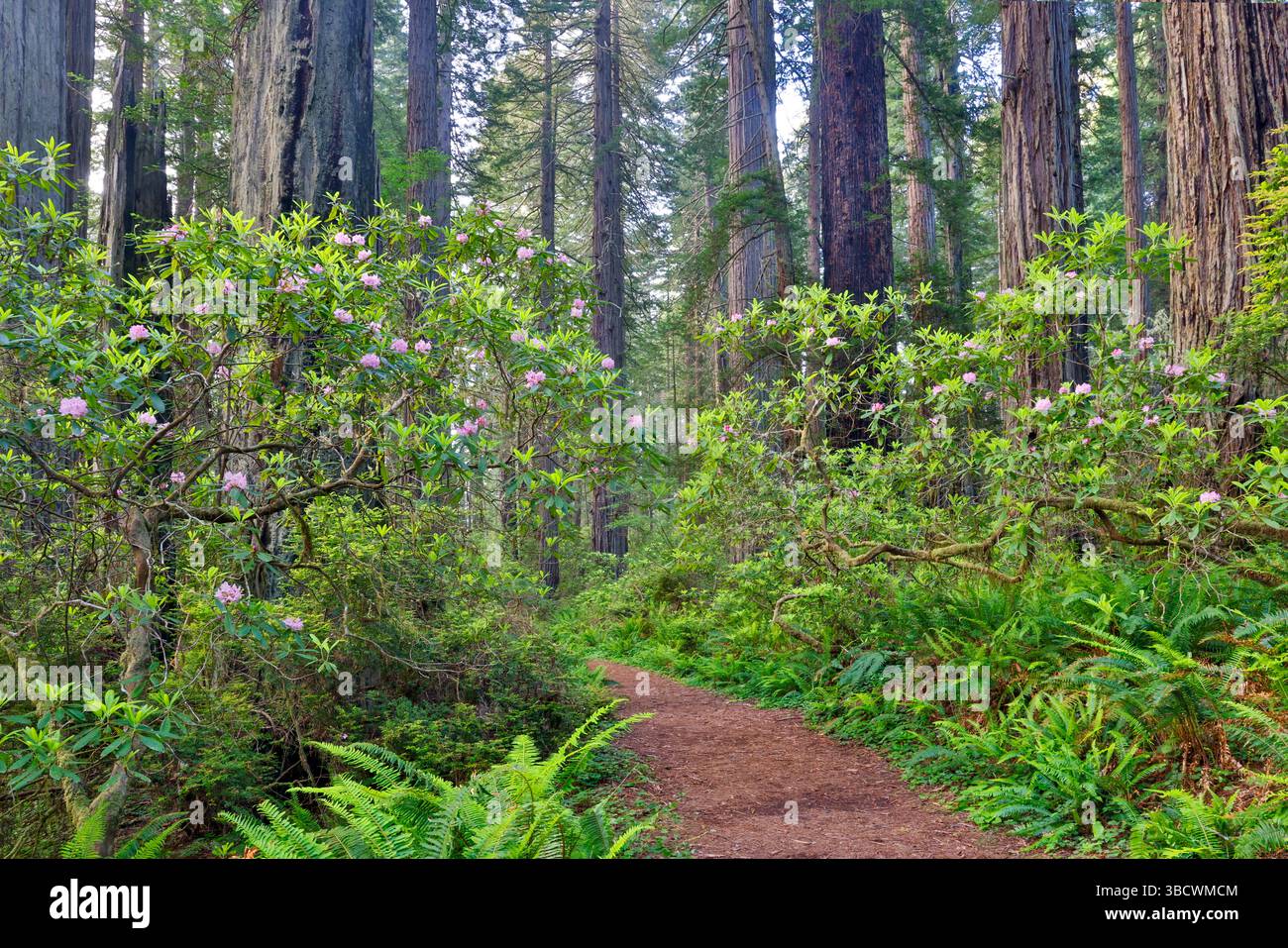 USA, California. Del Norte Redwoods State Park springtime with redwoods ...