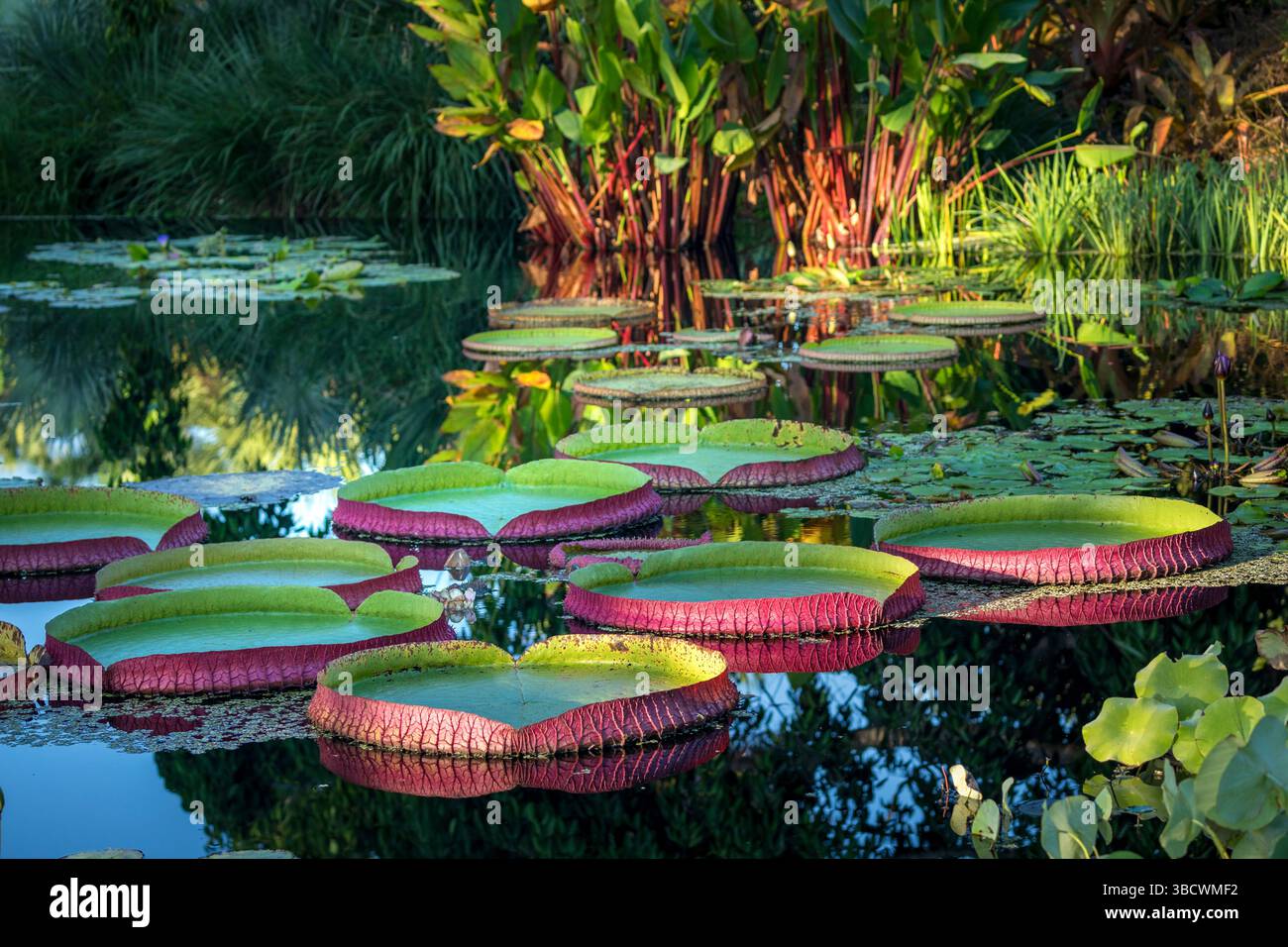 The giant water lily, a floating aquatic plant, decorates the open ...