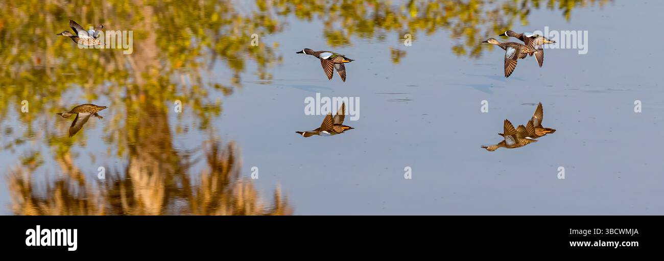 Blue-winged teal fly low across water Stock Photo - Alamy