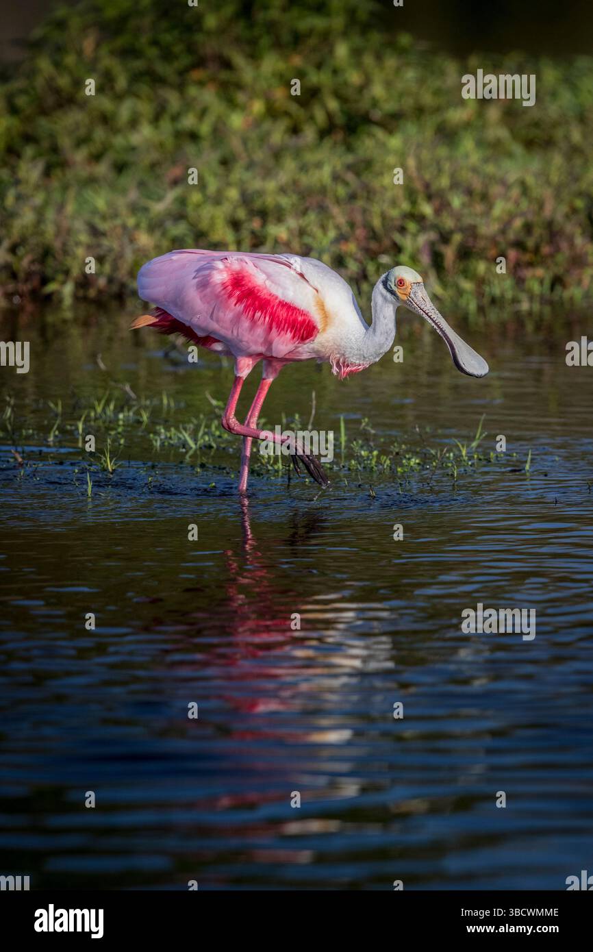 Roseate spoonbills display their bright pink color Stock Photo - Alamy