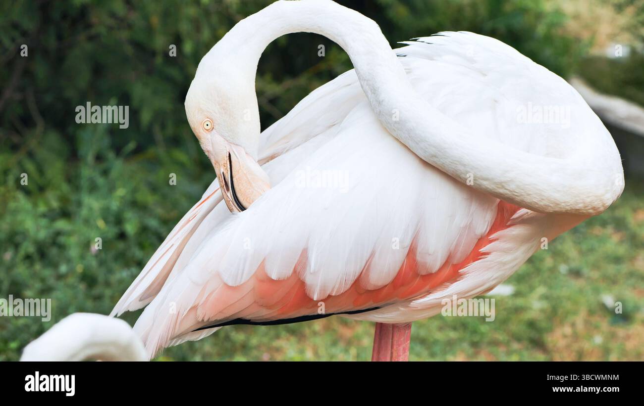 Greater flamingo preening its pink and white feathers in a zoo Stock ...