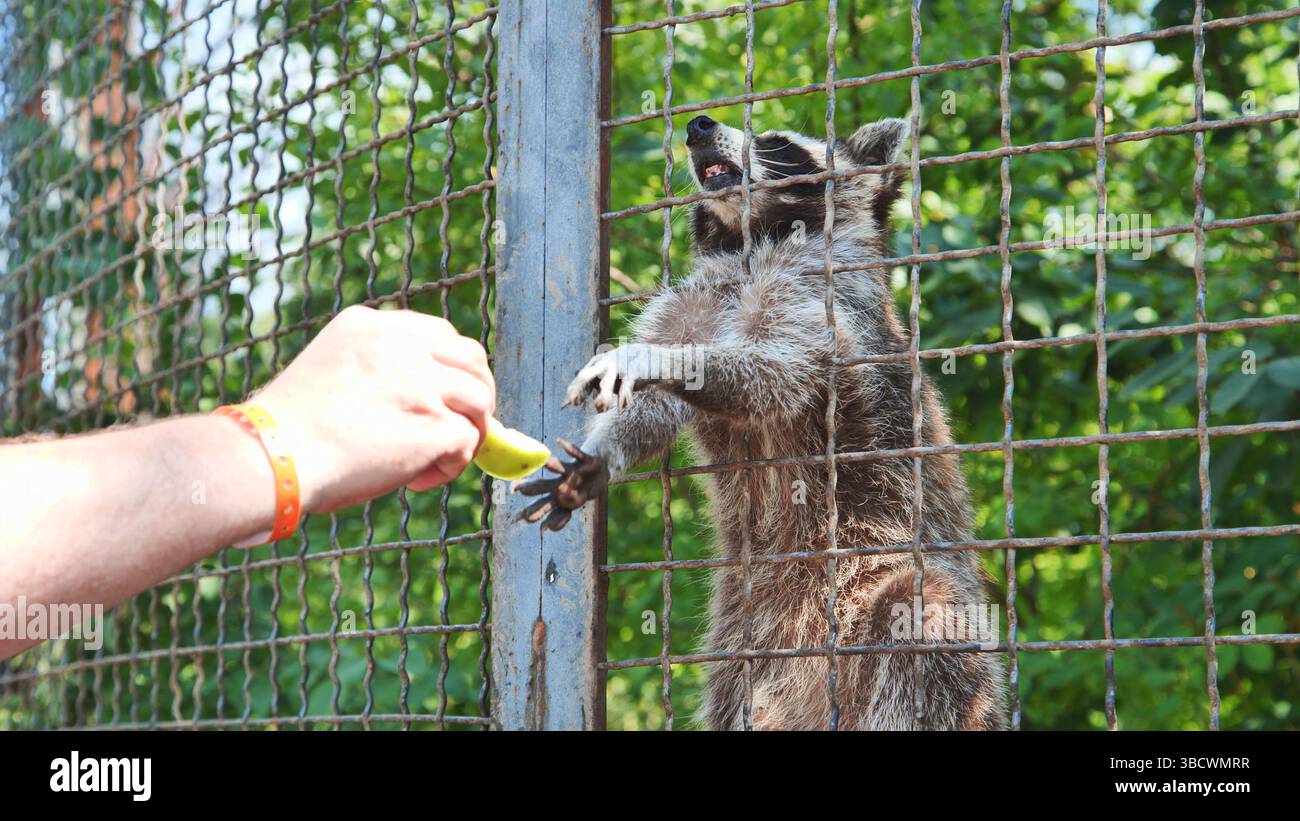 Raccoon inside cage reaching for food from zoo visitor Stock Photo - Alamy