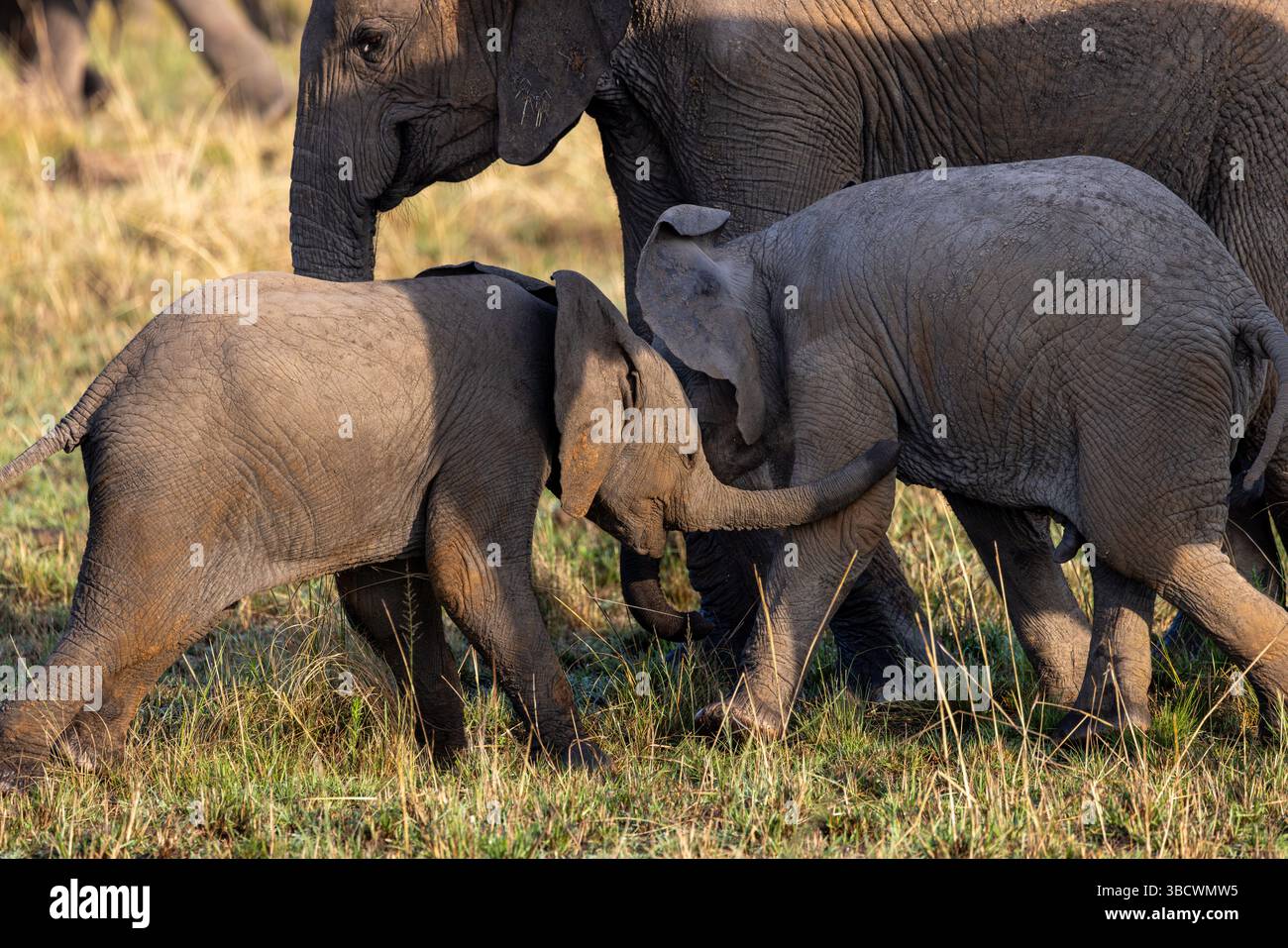 African bush elephant family with calves Stock Photo - Alamy