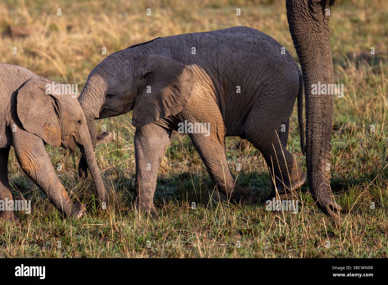 African bush elephant family with calves Stock Photo - Alamy