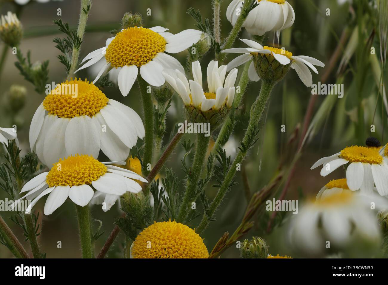 Group german chamomile matricaria hi-res stock photography and images ...