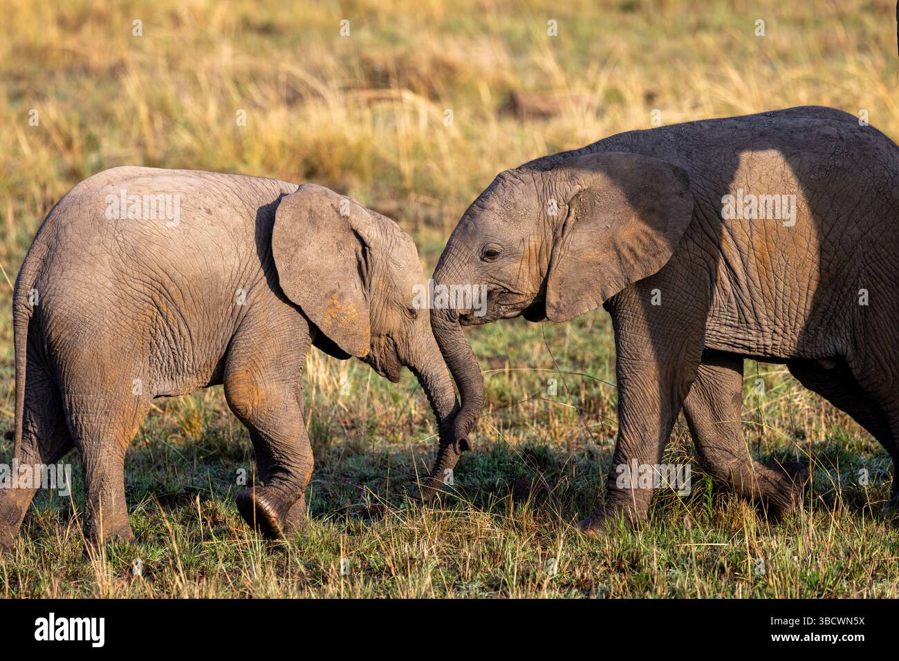African bush elephant family with calves Stock Photo - Alamy
