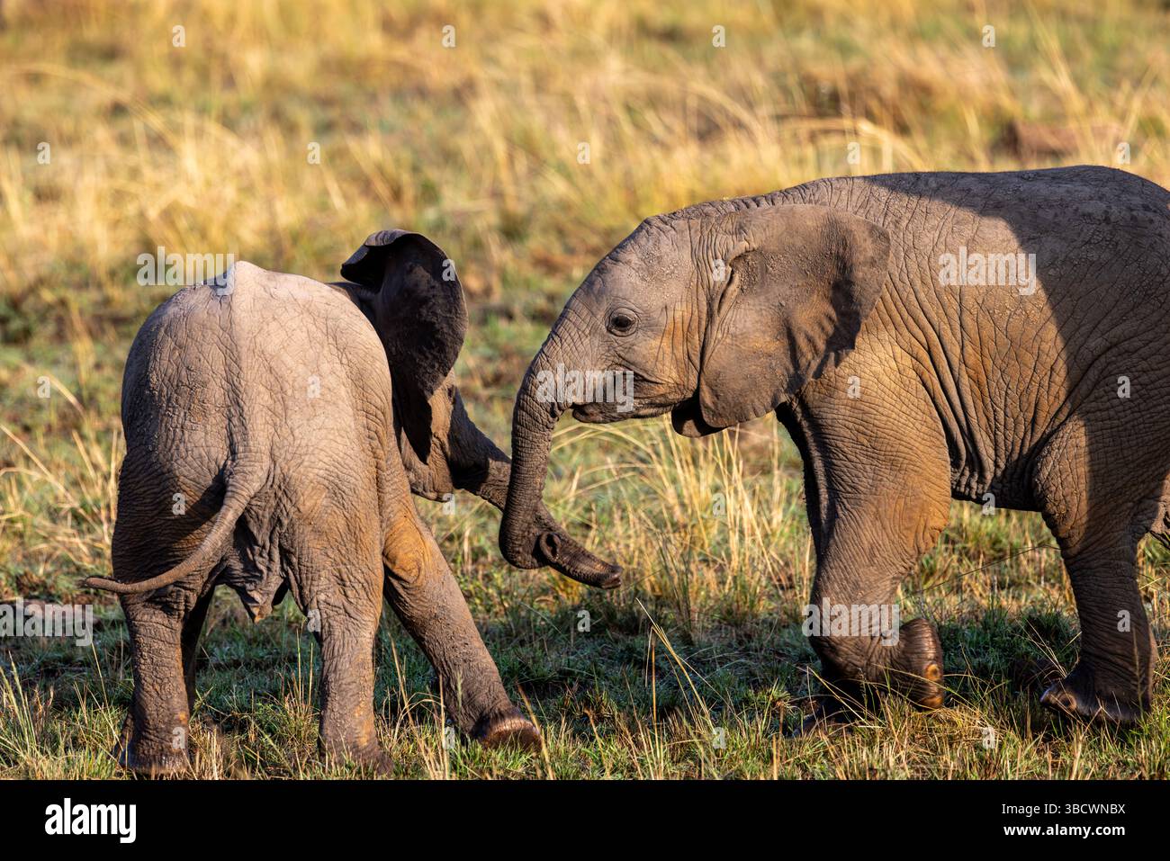 African bush elephant family with calves Stock Photo - Alamy