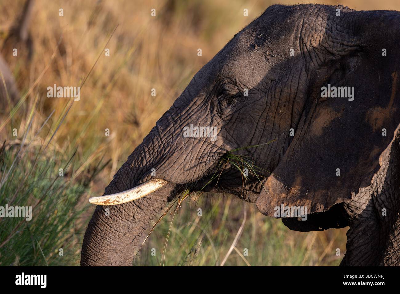 Photos africa african elephant hi-res stock photography and images - Alamy