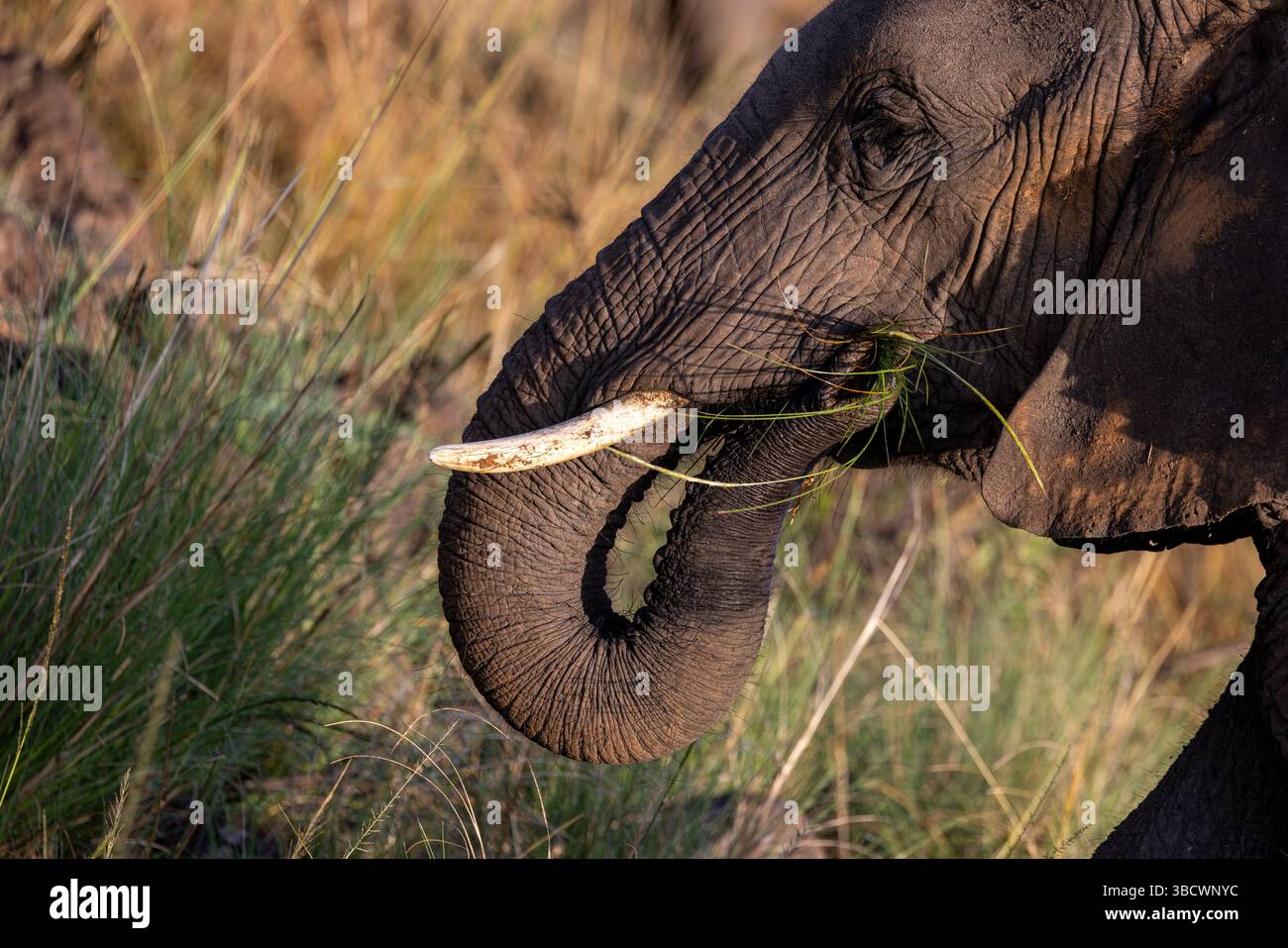 Photos africa african elephant hi-res stock photography and images - Alamy