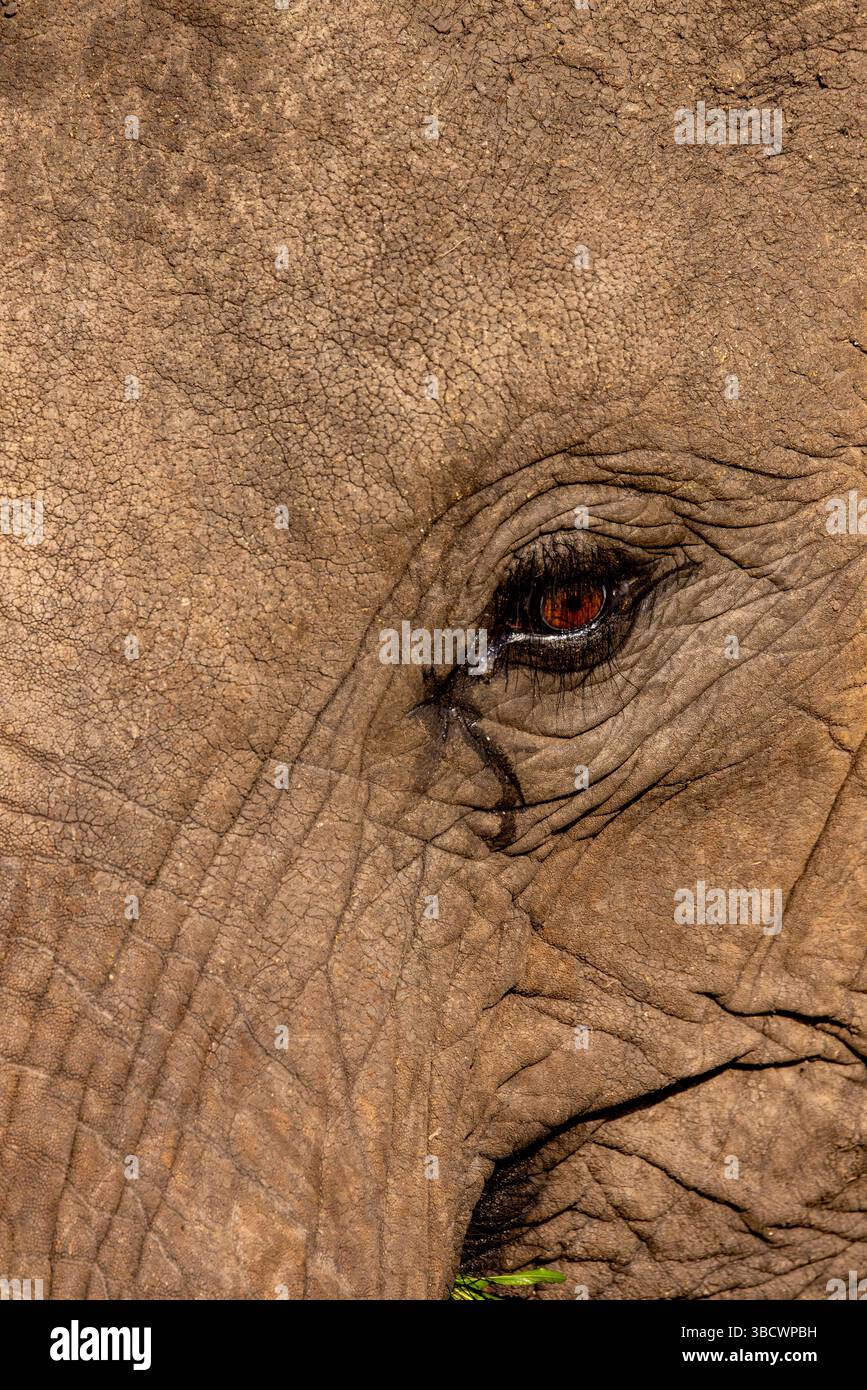 Eye flaps hi-res stock photography and images - Alamy