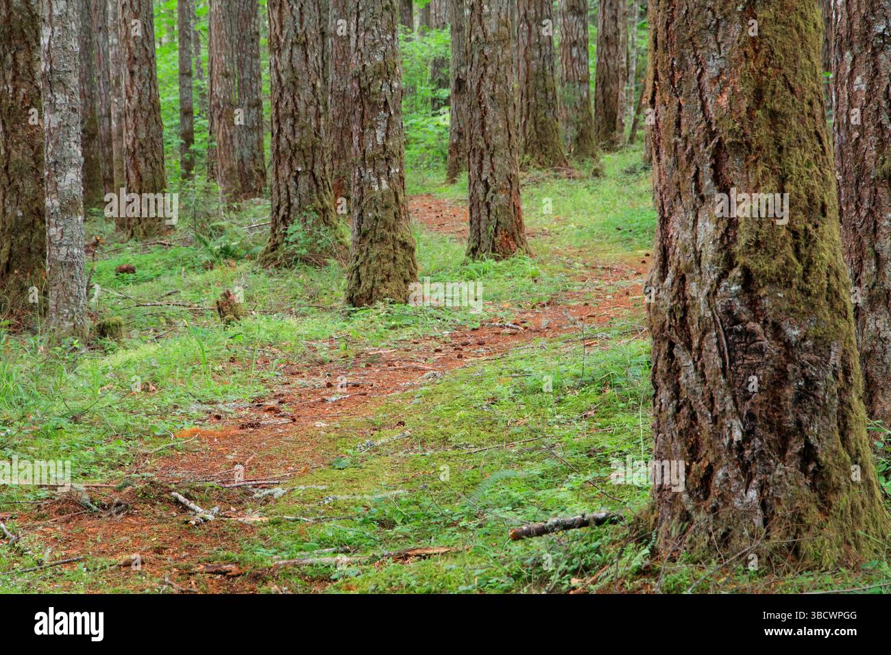 Springfield oregon trail hi-res stock photography and images - Alamy