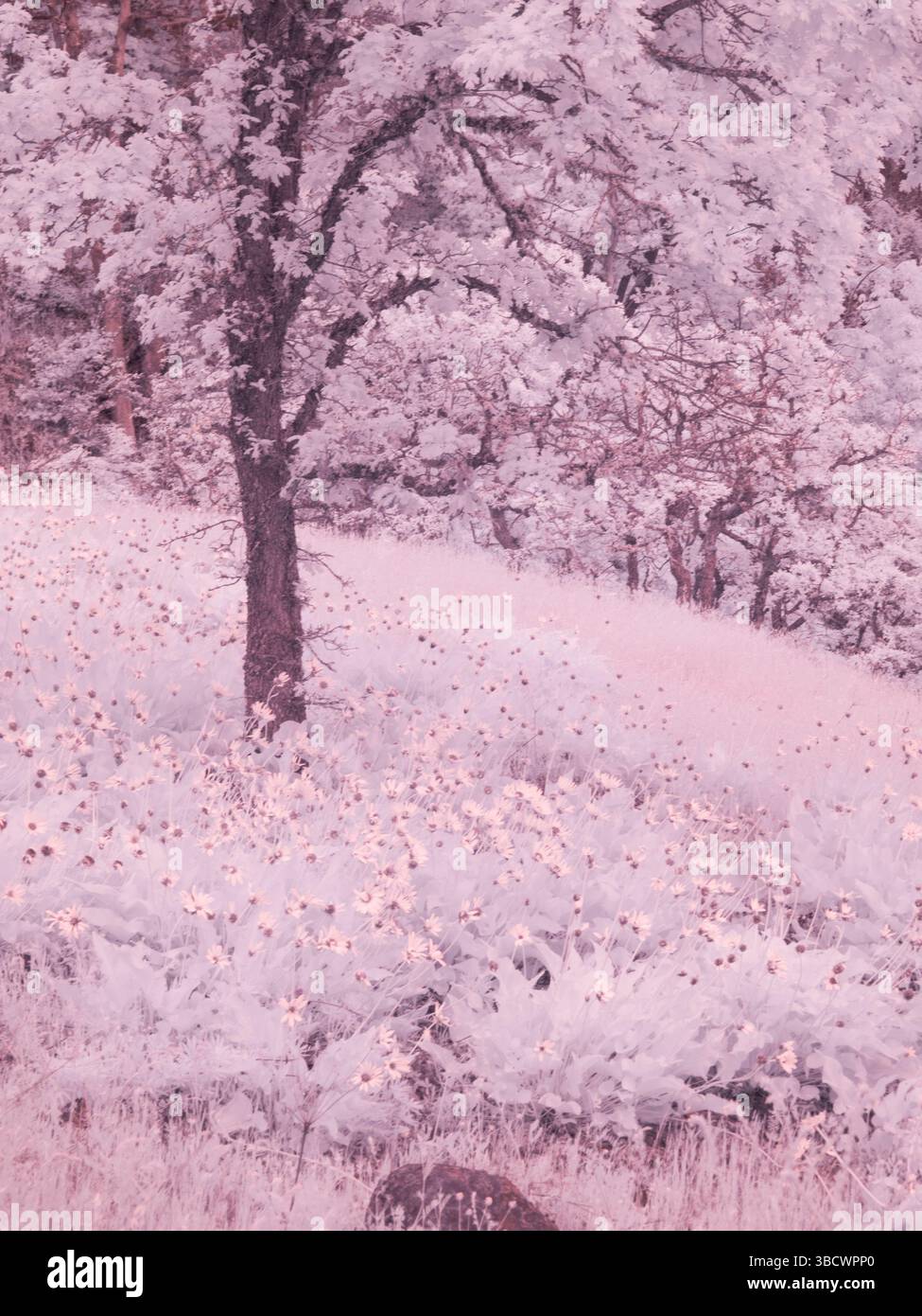 USA, Oregon. Columbia George, infrared of lone oak tree and wildflowers ...