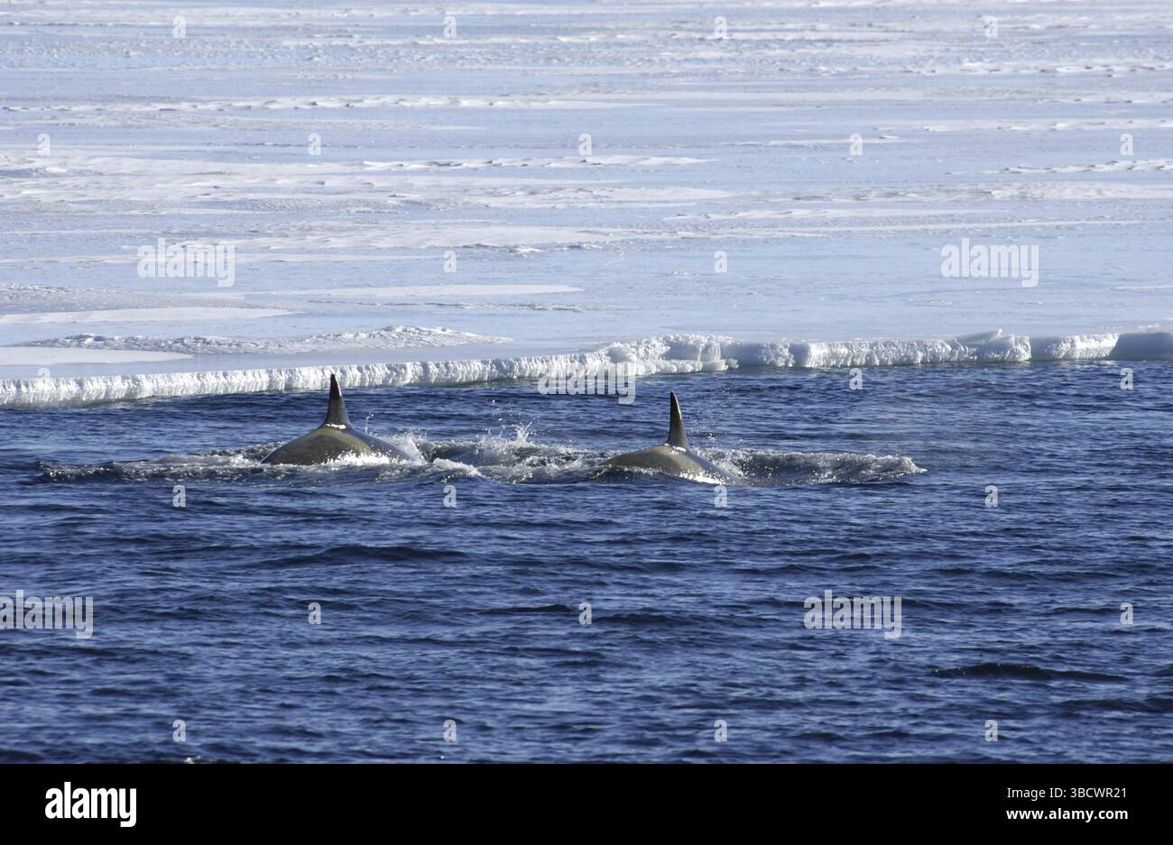 Killer Whale (Orcinus orca), at surface, two patrolling edge of ice ...