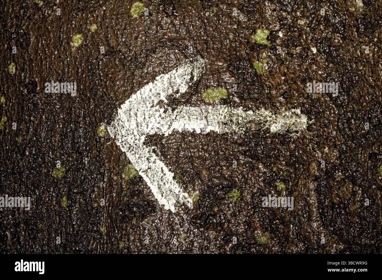 Path marker in forest hi-res stock photography and images - Alamy