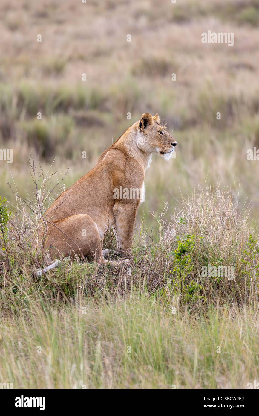 Sitting photos hi-res stock photography and images - Alamy