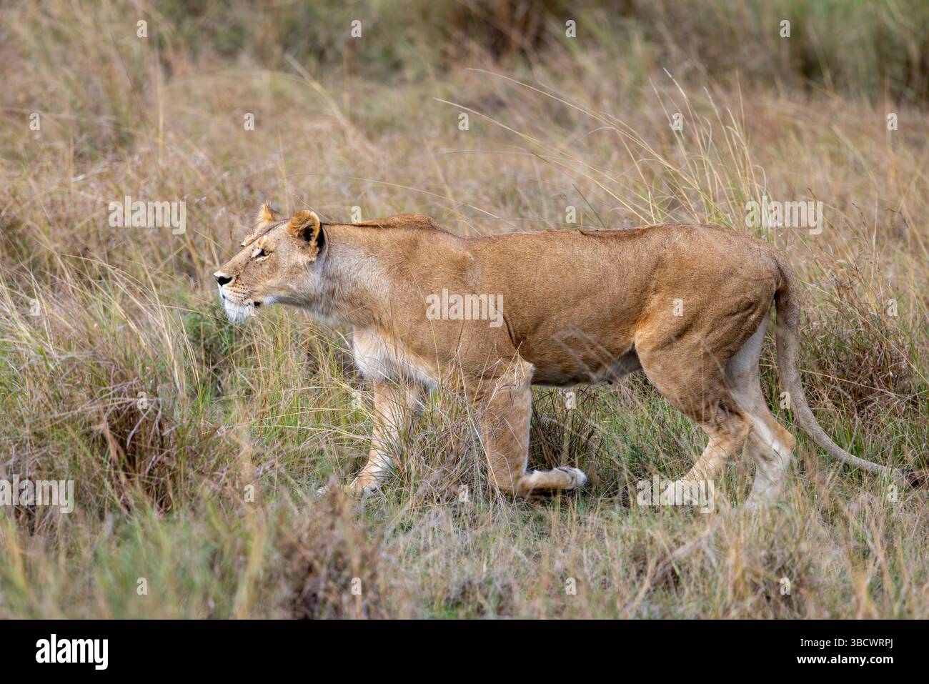 Lion stalking prey Stock Photo - Alamy