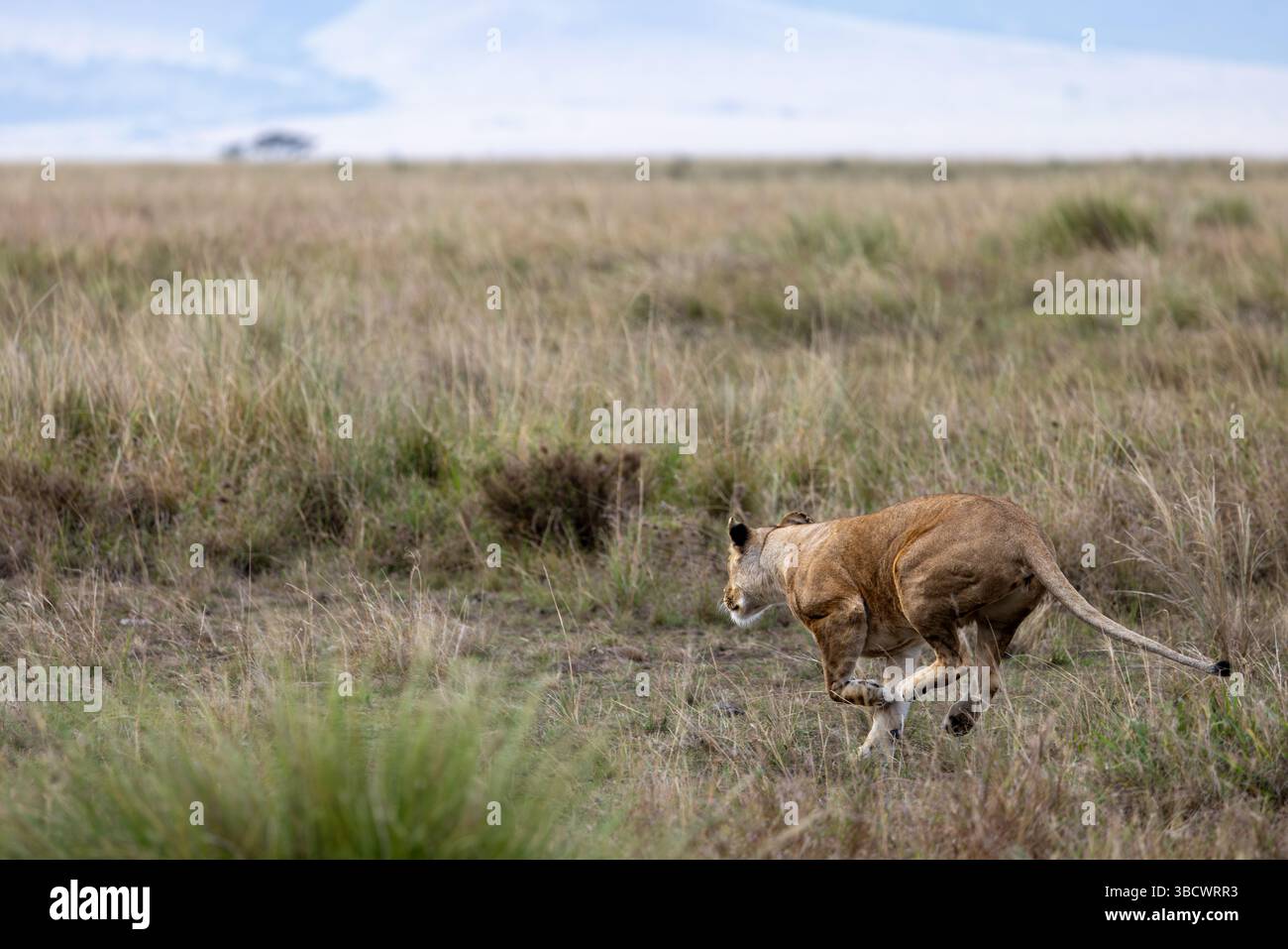 Lion hunting prey Stock Photo - Alamy