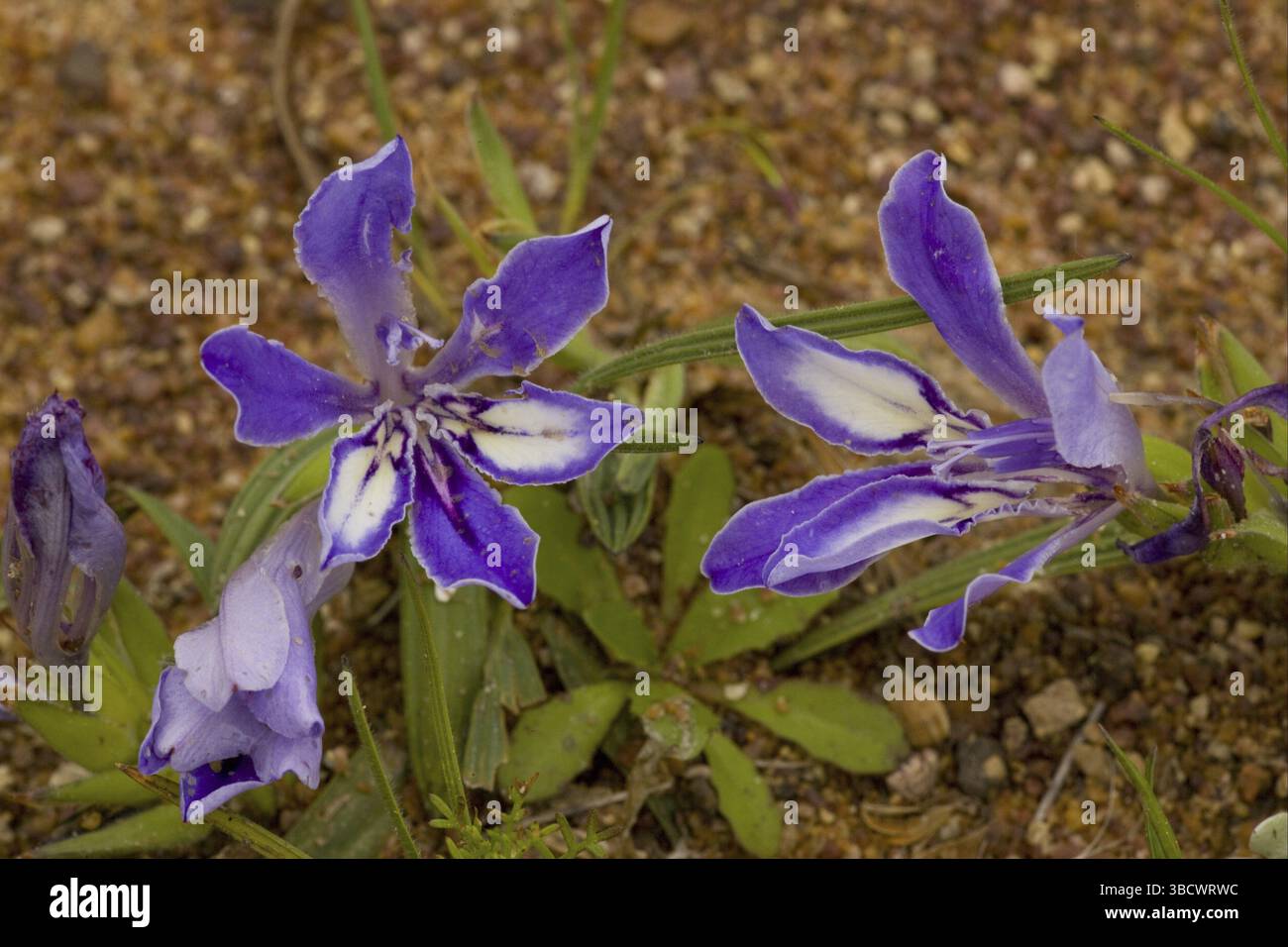 Common Baboon-root (Babiana ambigua), flowering, in renosterveld ...
