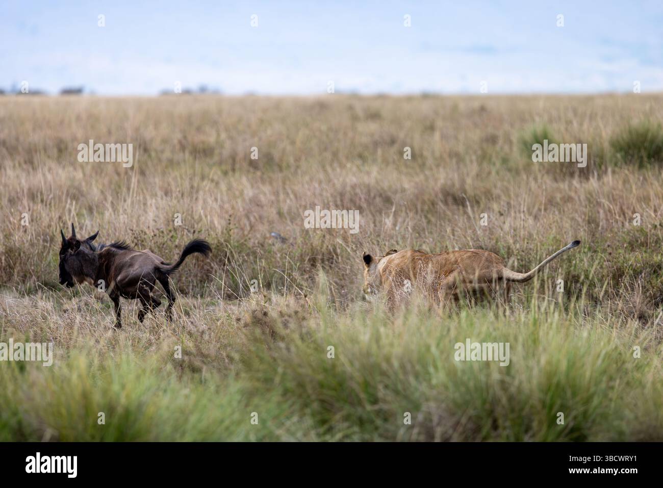 Lioness hunting wildebeest Stock Photo - Alamy