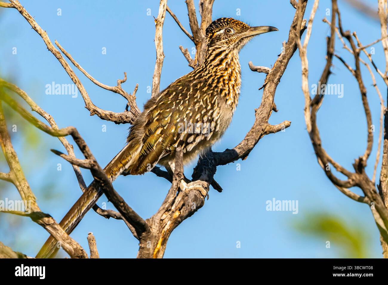 USA, Texas, Big Bend National Park. Greater roadrunner in tree Stock ...