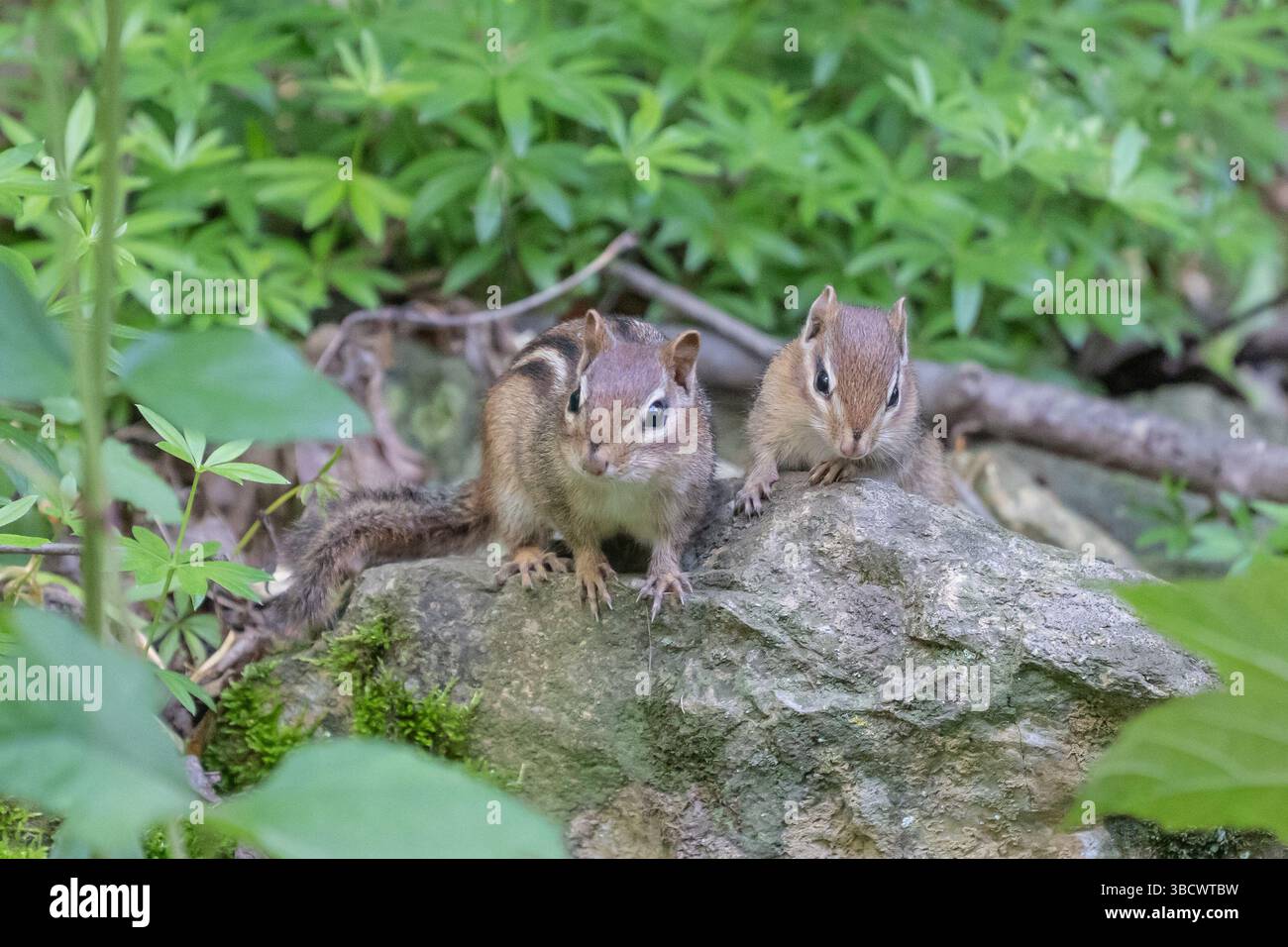 Chipmunks hi-res stock photography and images - Alamy