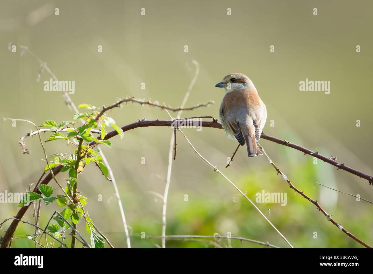 Tuhyk obecny hi-res stock photography and images - Alamy