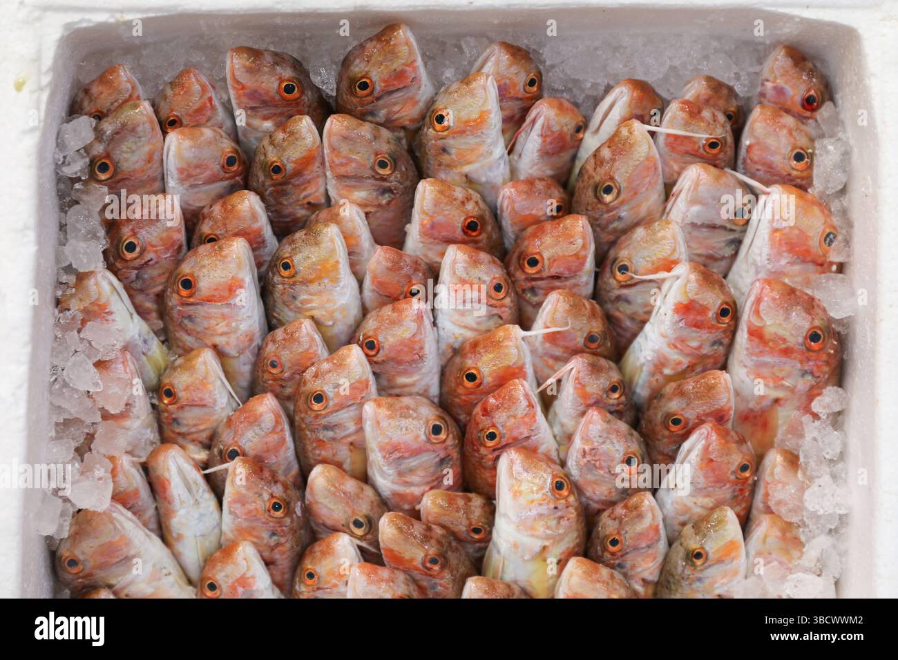 Red striped mullet fishes or Mullus surmuletus in ice at Greek fish ...