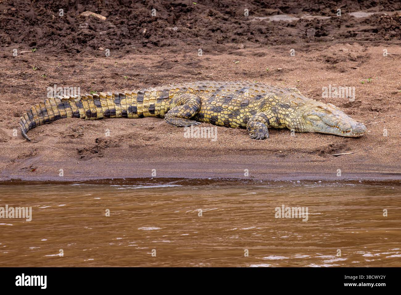 Crocodile high walk hi-res stock photography and images - Alamy