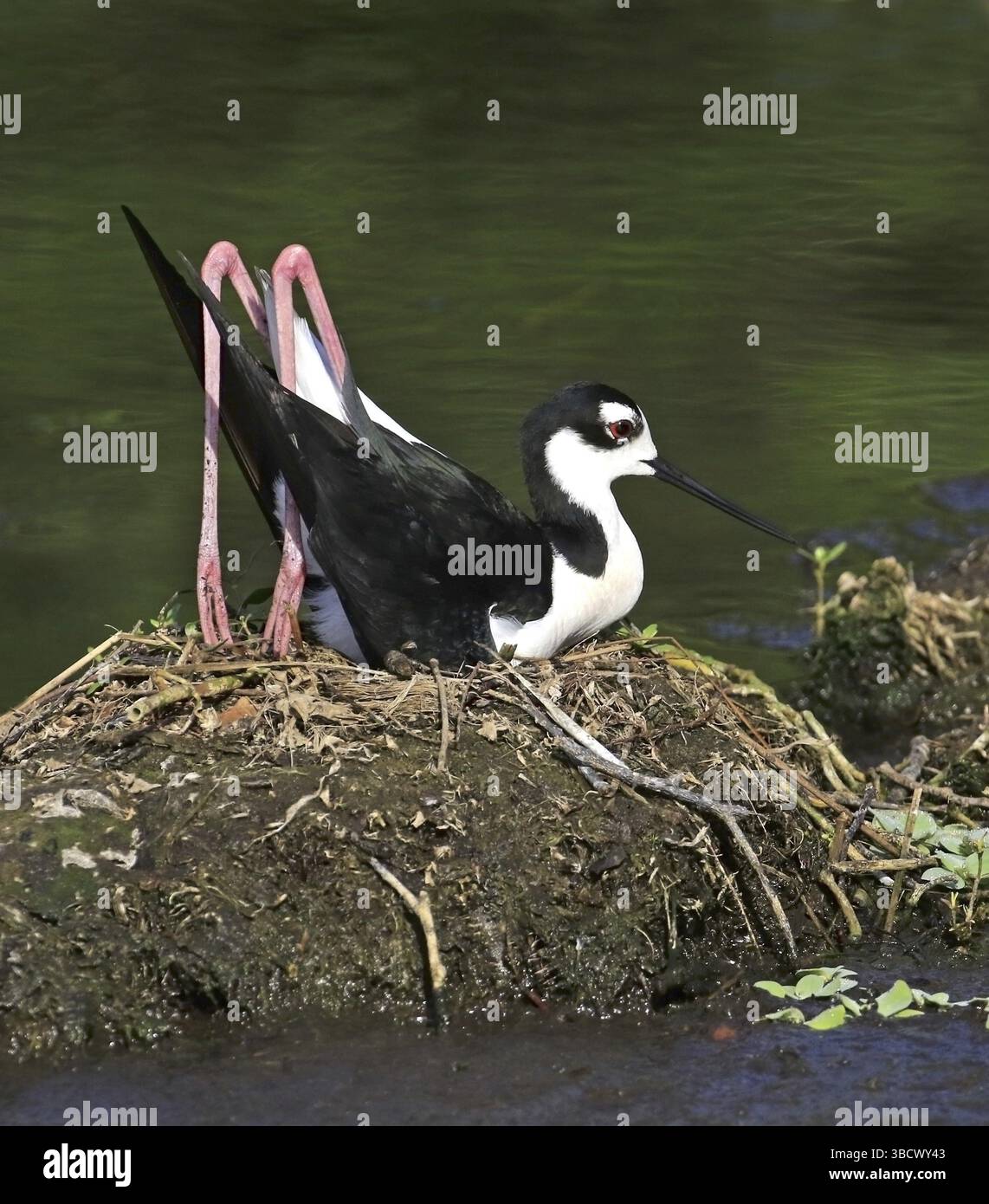 Black-necked Stilt (Himantopus mexicanus), Male brooding eggs, Florida ...