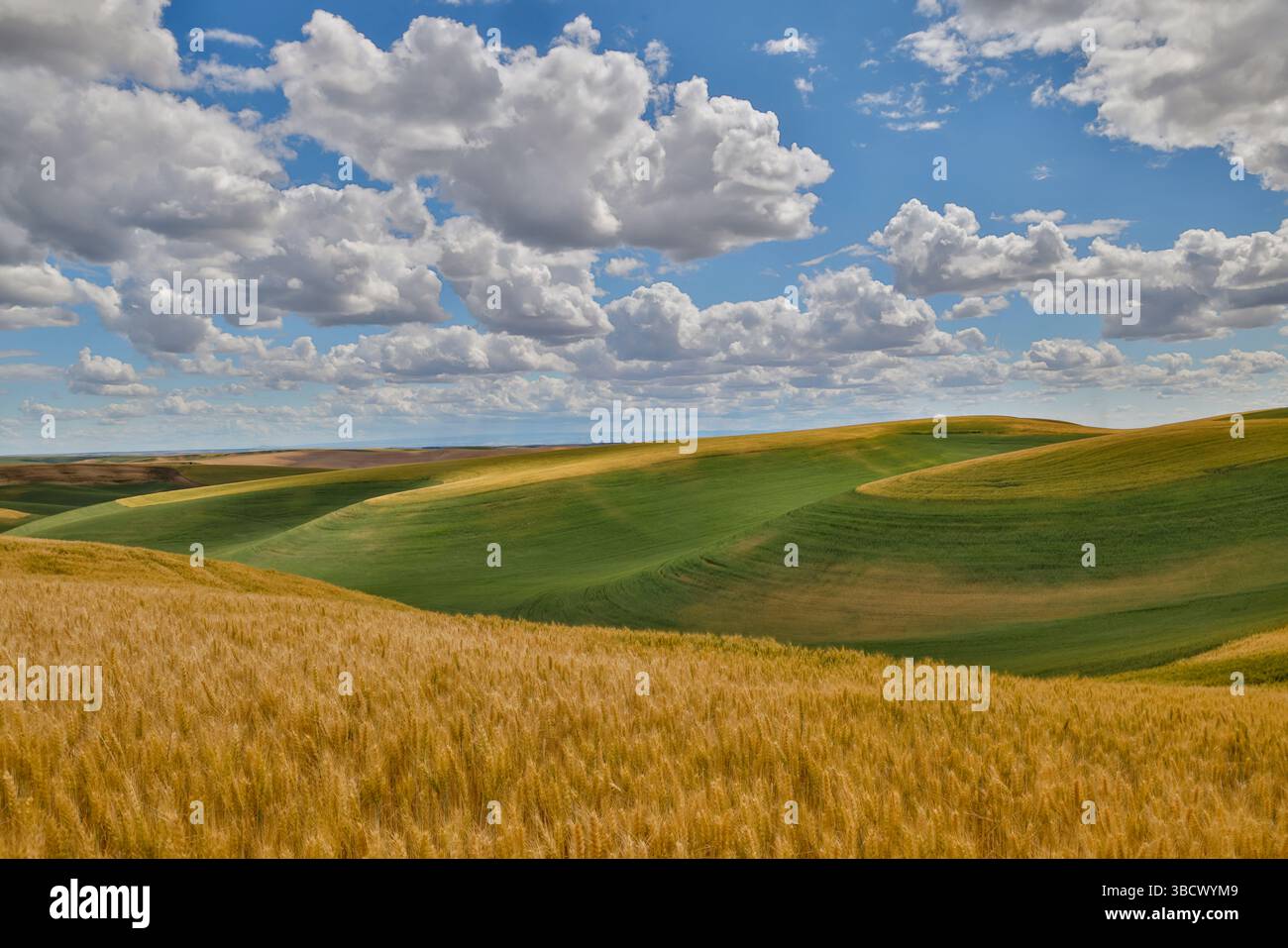 USA, Washington State, Palouse. Rolling hills with winter and spring ...