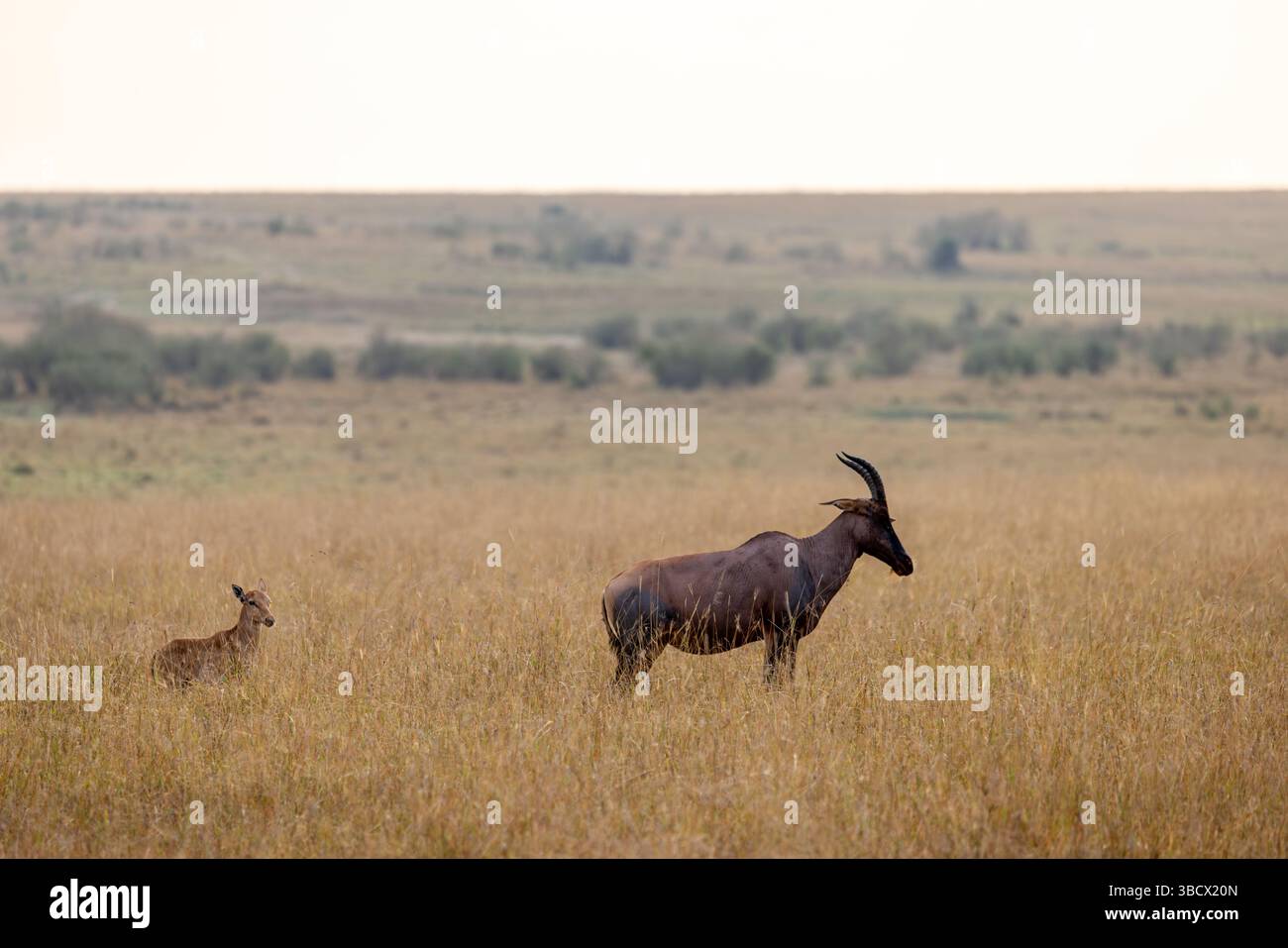 Topi and hartebeest hi-res stock photography and images - Alamy