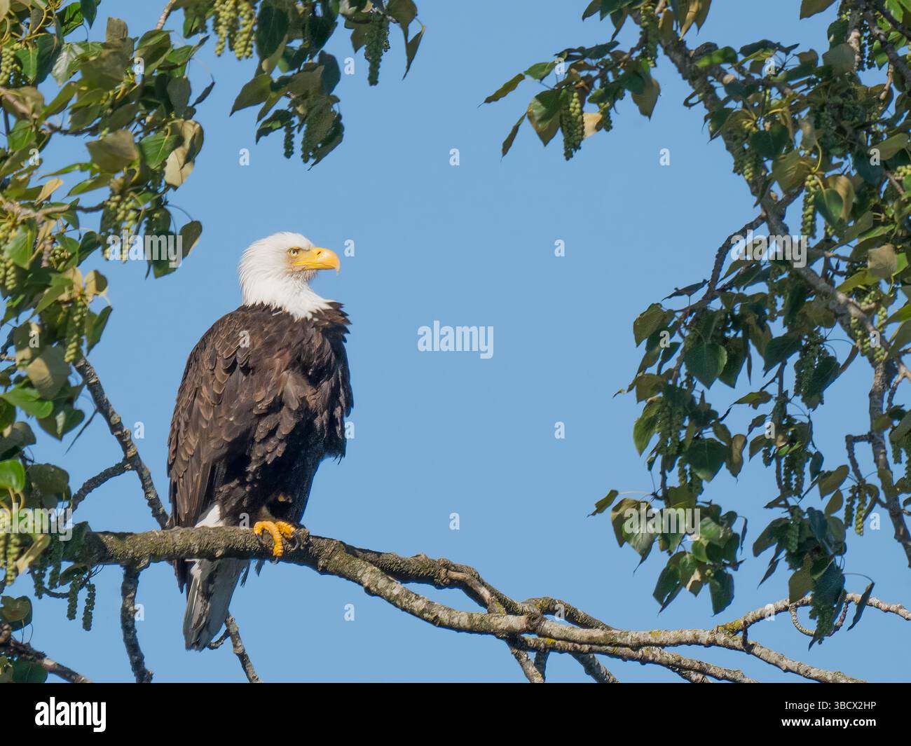 Washington State, Juanita Bay Park. American bald eagle standing on ...