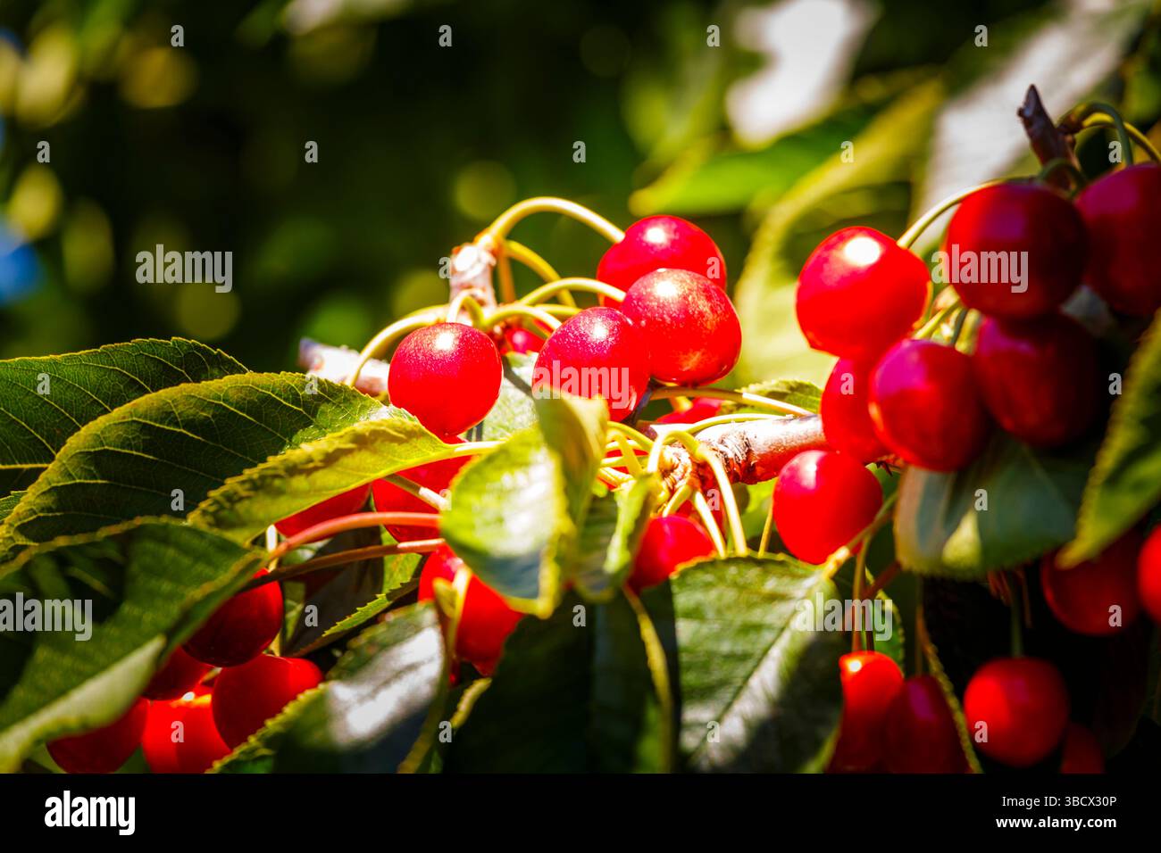 Cherries on the branch, Yakima, Washington State, USA Stock Photo - Alamy