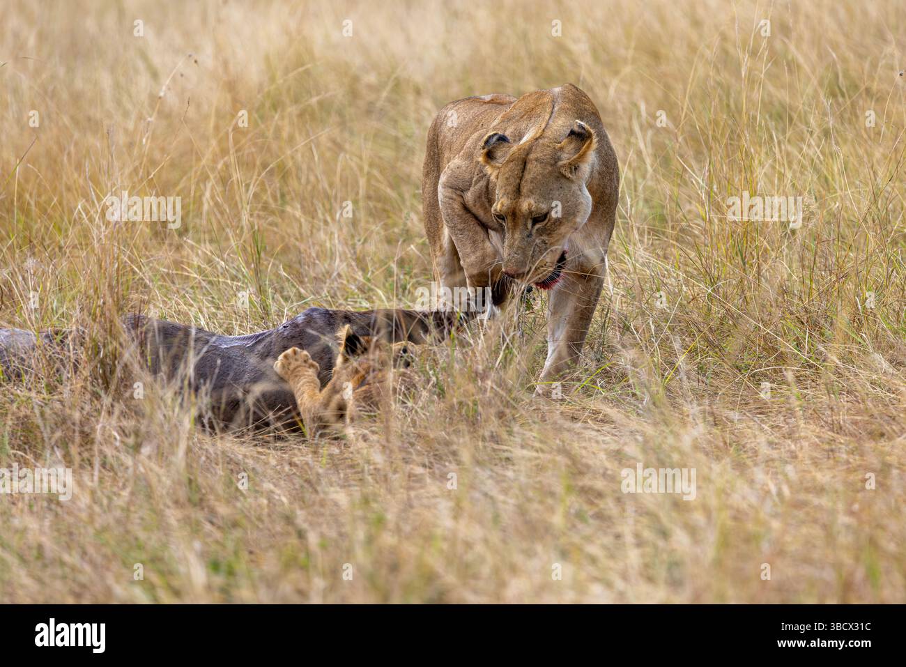 Lion eating prey Stock Photo - Alamy
