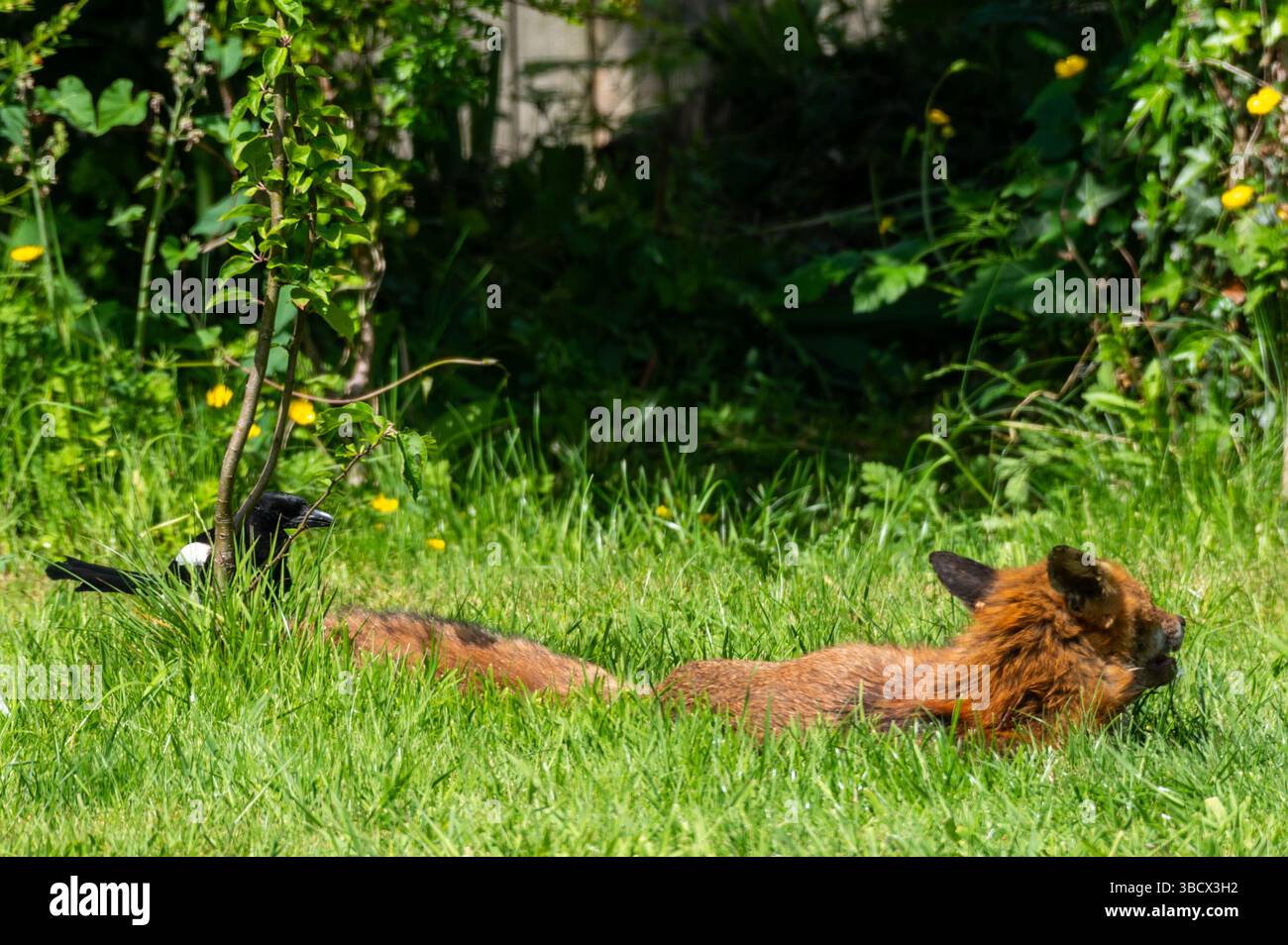 A Magpie pecking the tail of a male fox that's in its territory on a ...