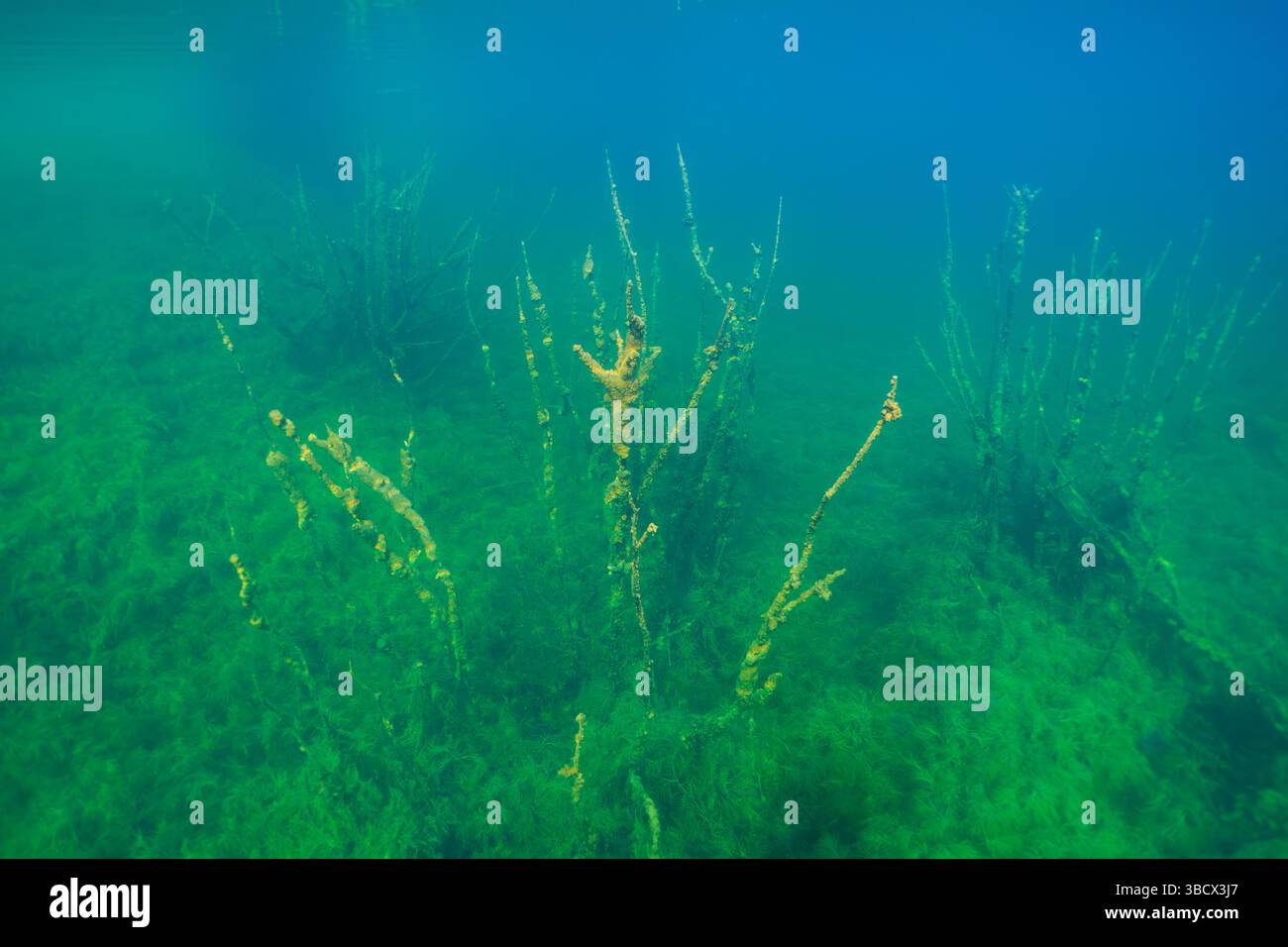 Underwater world: green algae Elodea Canadensis and Lato seaweed on the ...