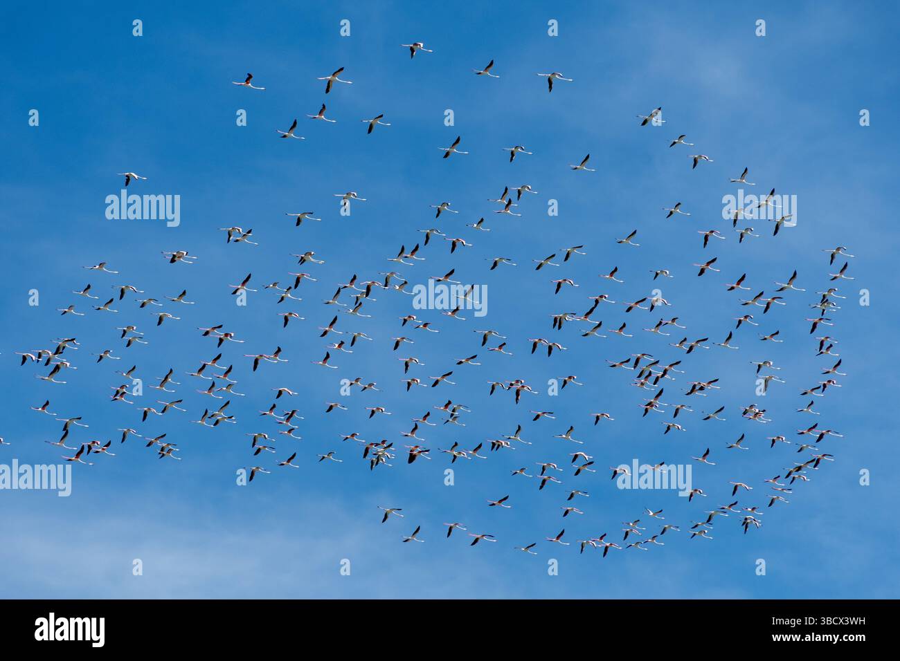 flock of pink flamingo Stock Photo - Alamy