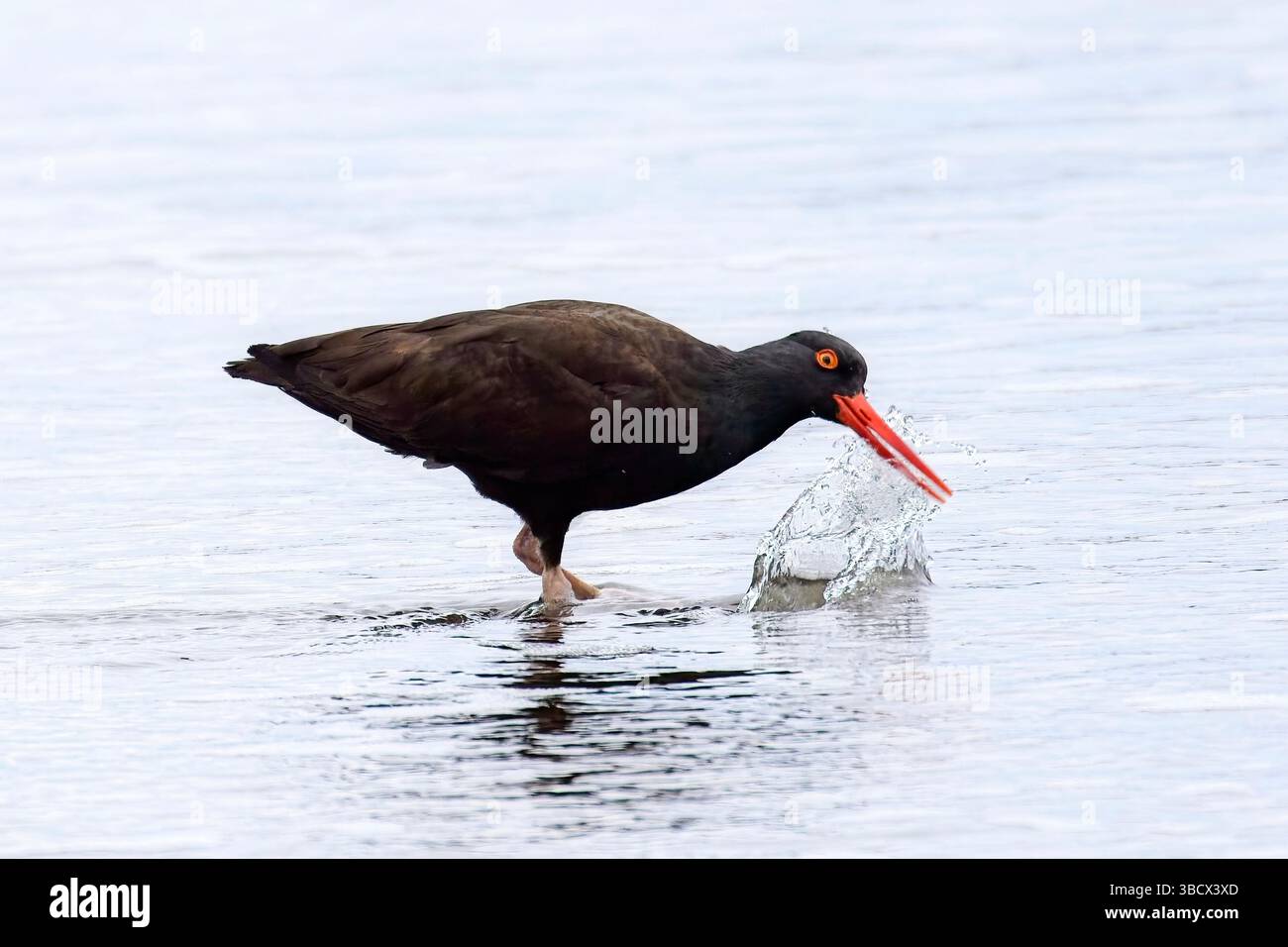 A black oyster catcher makes a splash with its beak on the shoreline at ...