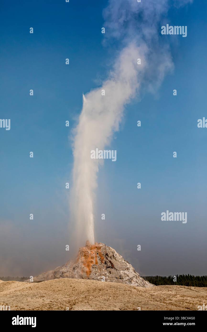 Geysers spew boiling water and steam into the air Stock Photo - Alamy