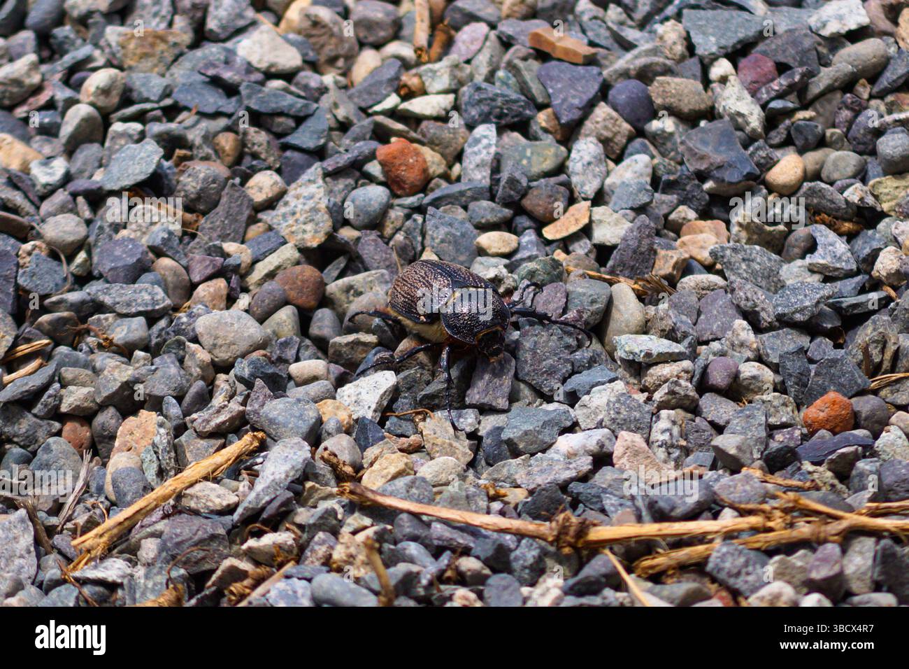 Torito beetle hi-res stock photography and images - Alamy