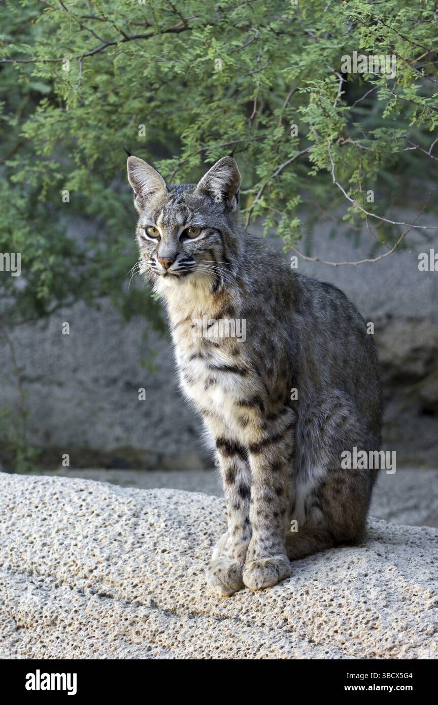 North American bobcat (Lynx rufus) (Felis rufus) portrait in the Sonora ...
