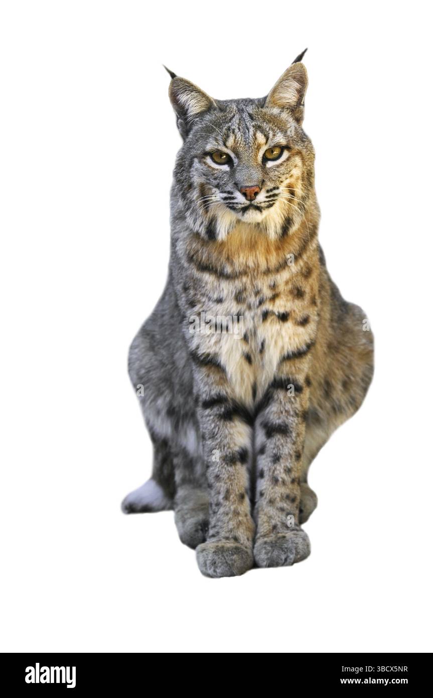 Bobcat (Lynx rufus) (Felis rufus) native to southern Canada, North ...