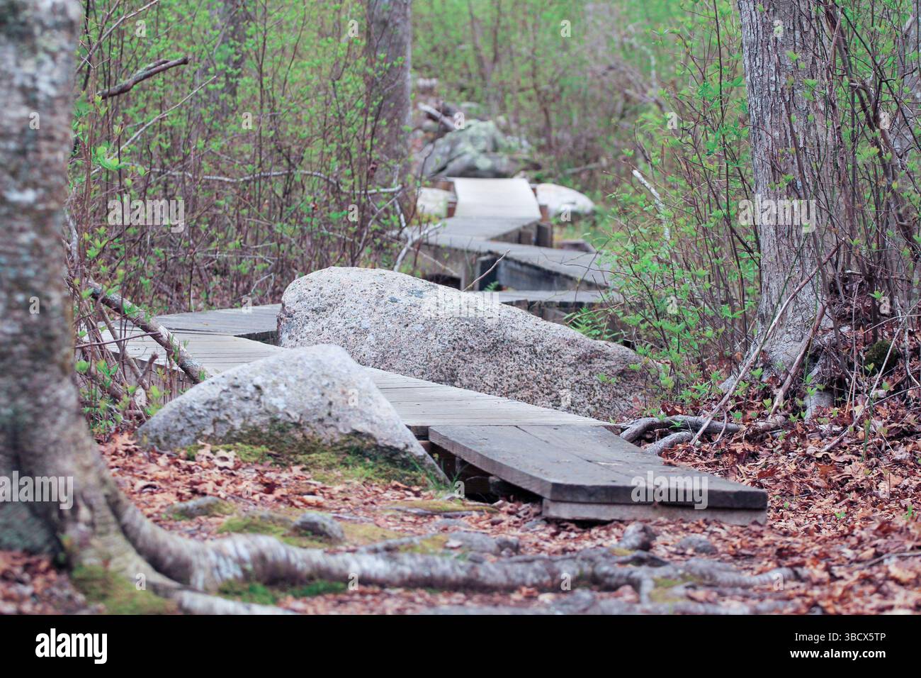 Zigzagging Wooden Forest Raised Walkways in Southern Massachusetts ...