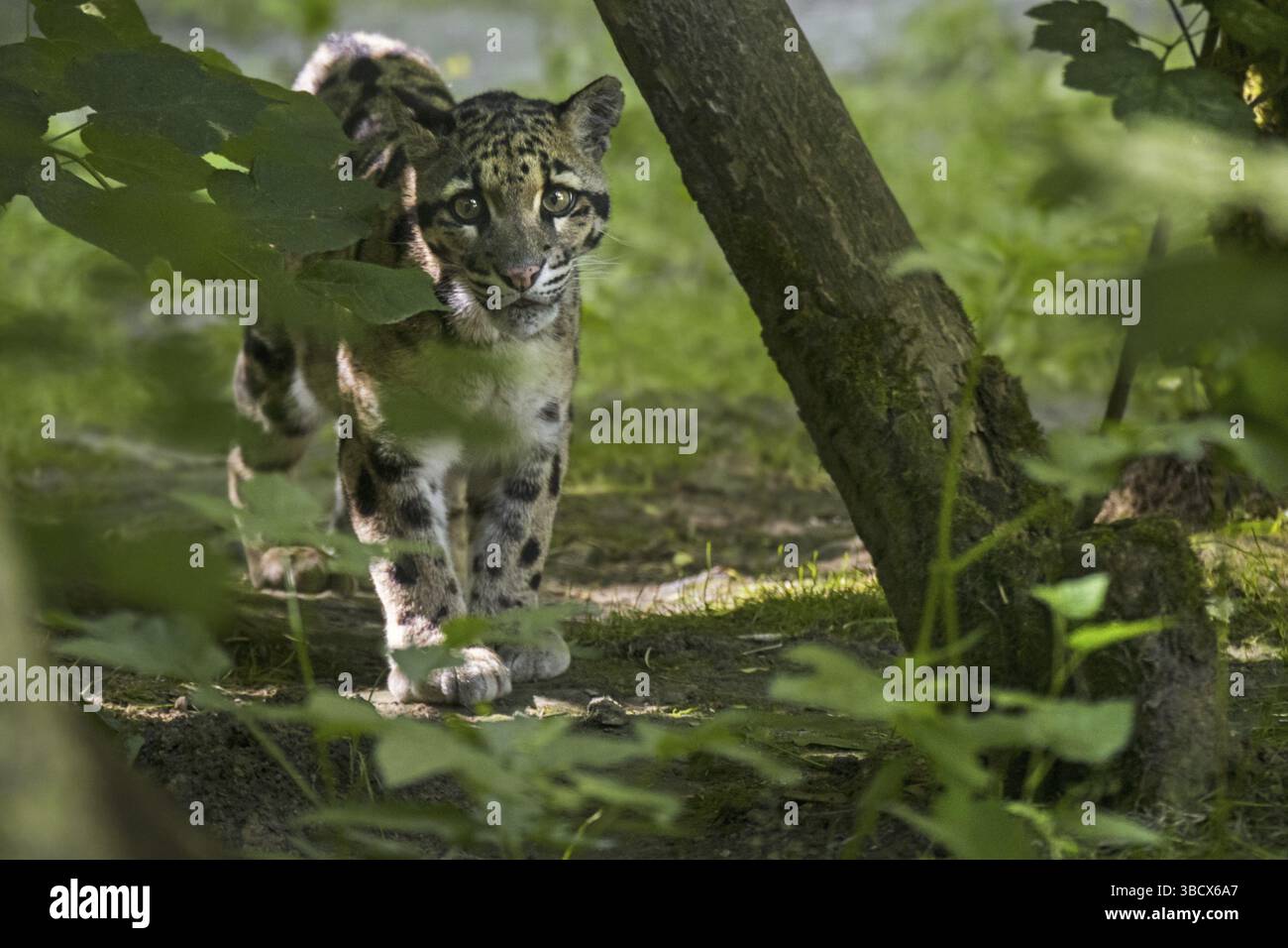Mainland clouded leopard (Neofelis nebulosa) arboreal, solitary and ...