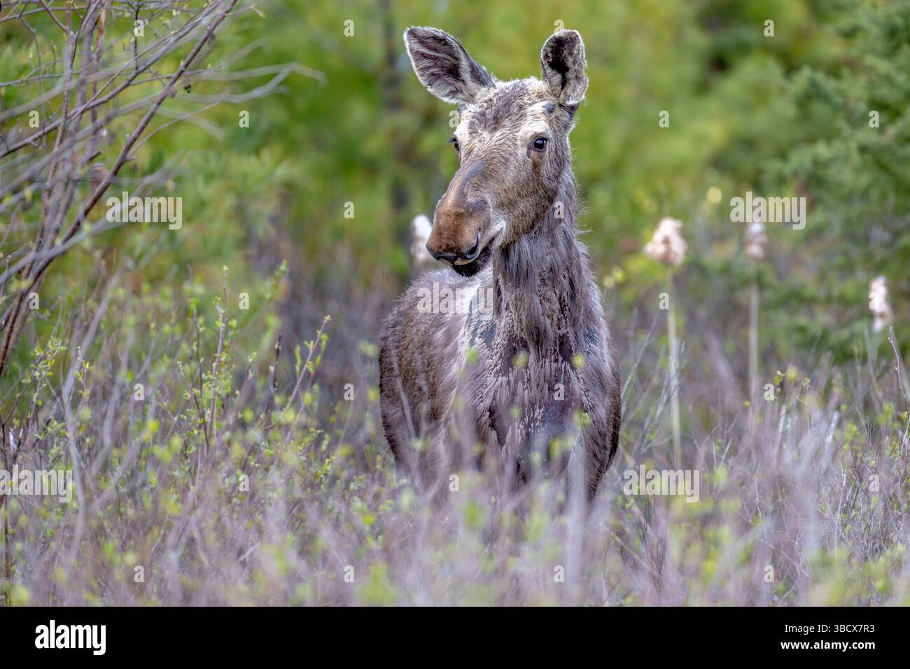 (Ottawa, Canada---19 May 2025) An adolescent moose at the side of ...
