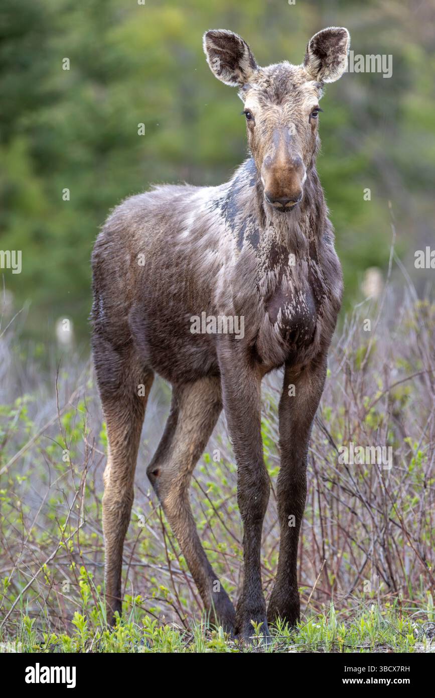 (Ottawa, Canada---19 May 2025) An adolescent moose at the side of ...