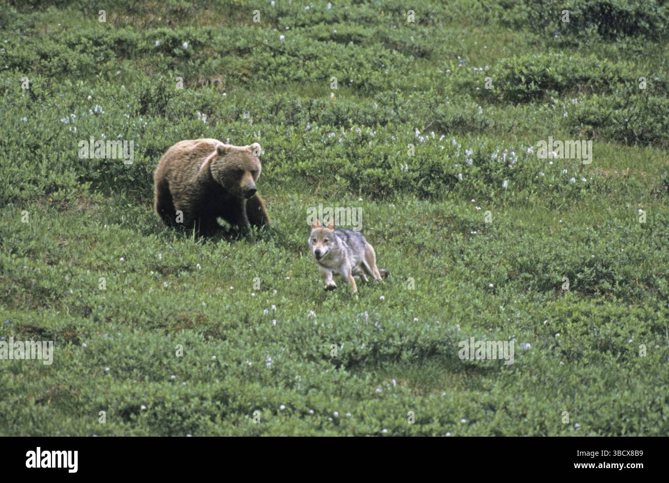Grizzly Bear (Ursus arctos horribilis), adult chasing Grey Wolf (Canis lupus), Denali National ...