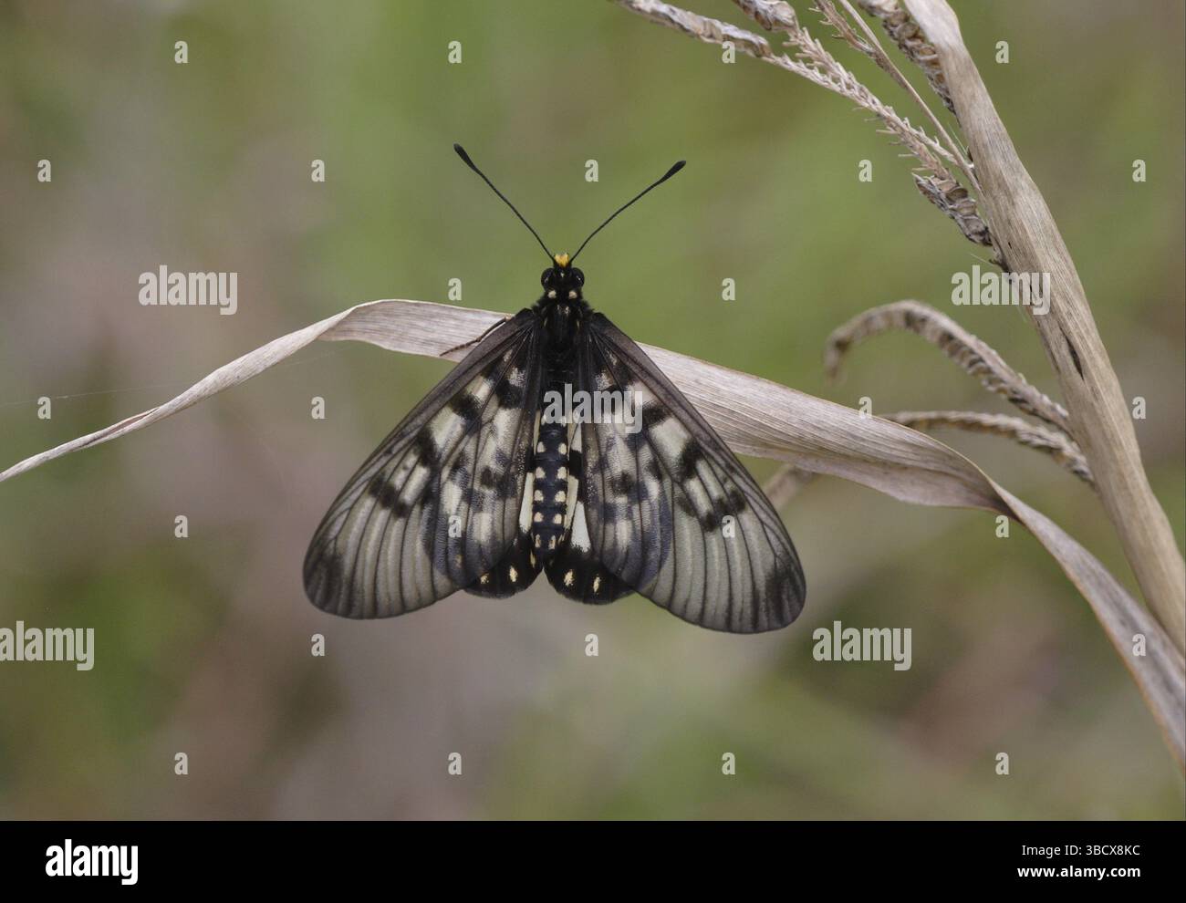 Glasswing (Acraea andromacha), adult male, resting on dead leaf ...