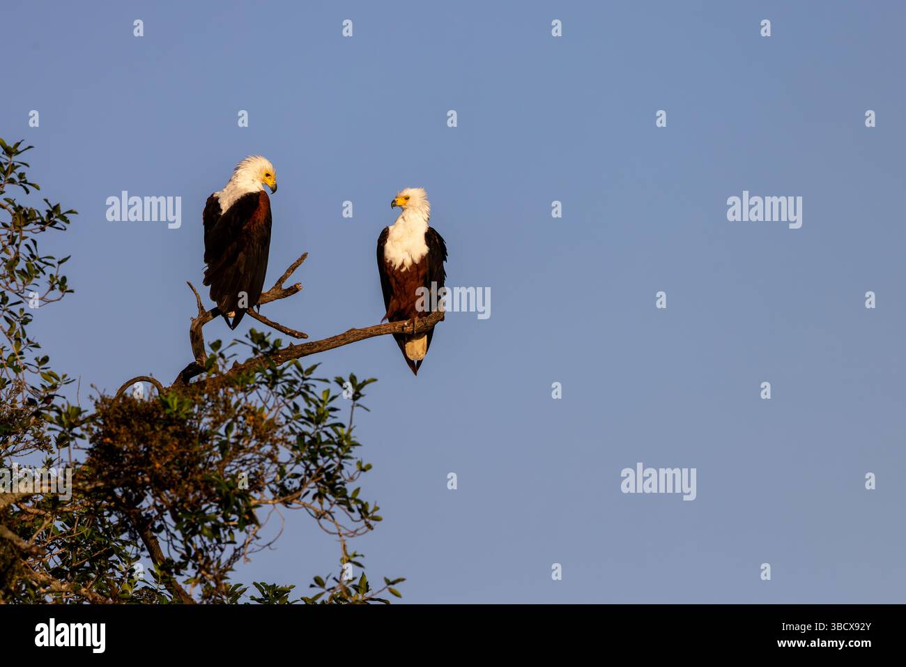 African fish eagle Stock Photo - Alamy